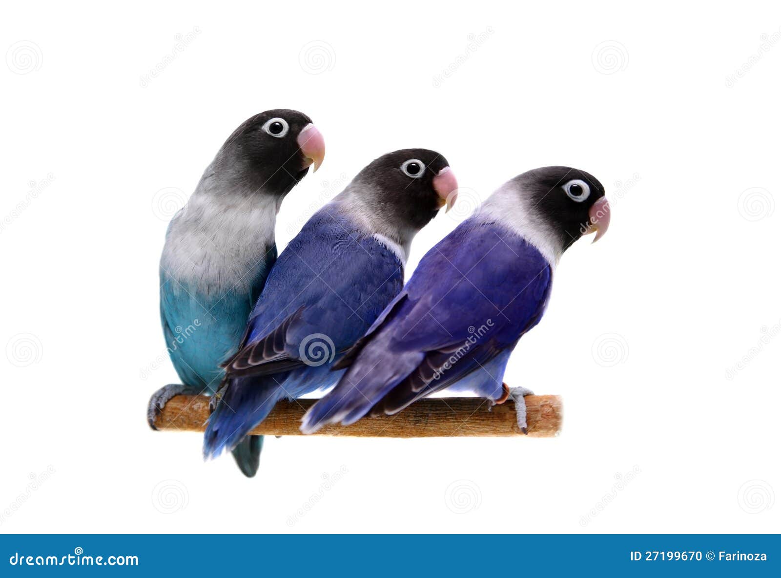 Violet Masked Lovebird