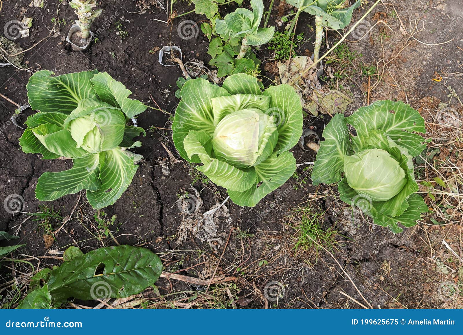 Three Mature Cabbage Heads in the Garden Stock Image - Image of ...