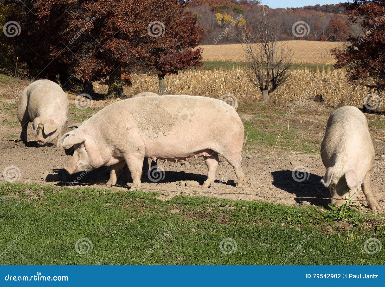 Three mature pigs stock photo. Image of animal, farm - 79542902