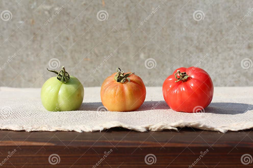Three Maturities of Tomato. Stock Photo - Image of growth, ripe: 60809308