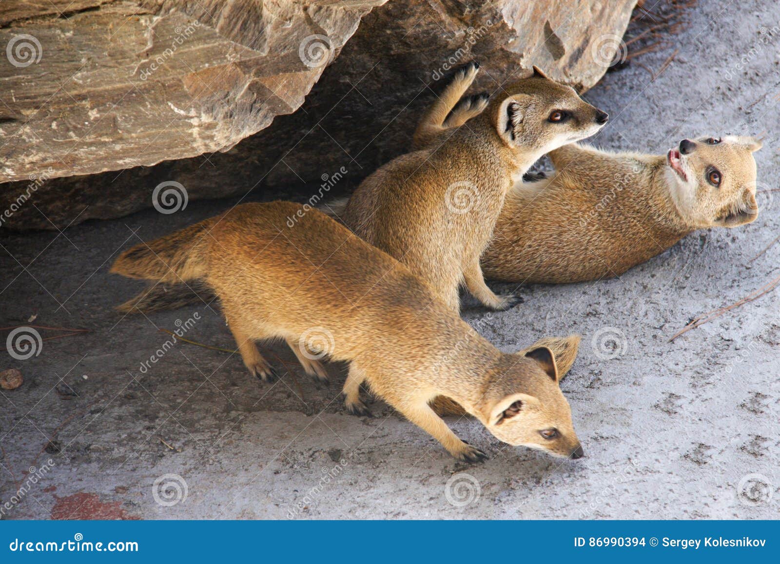 Three Meerkat Resting and Play Under a Rock Stock Photo - Image of ...