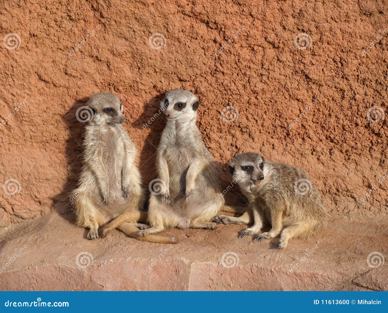 Three meerkats stock photo. Image of small, faces, mouth - 11613600