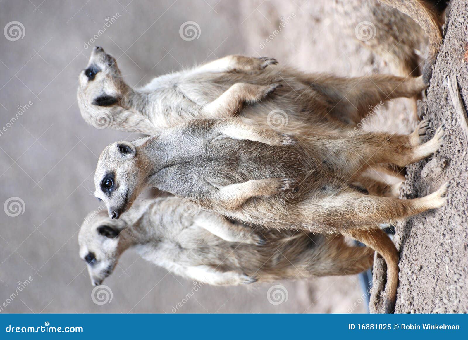 Three meerkats stock image. Image of guard, look, stand - 16881025