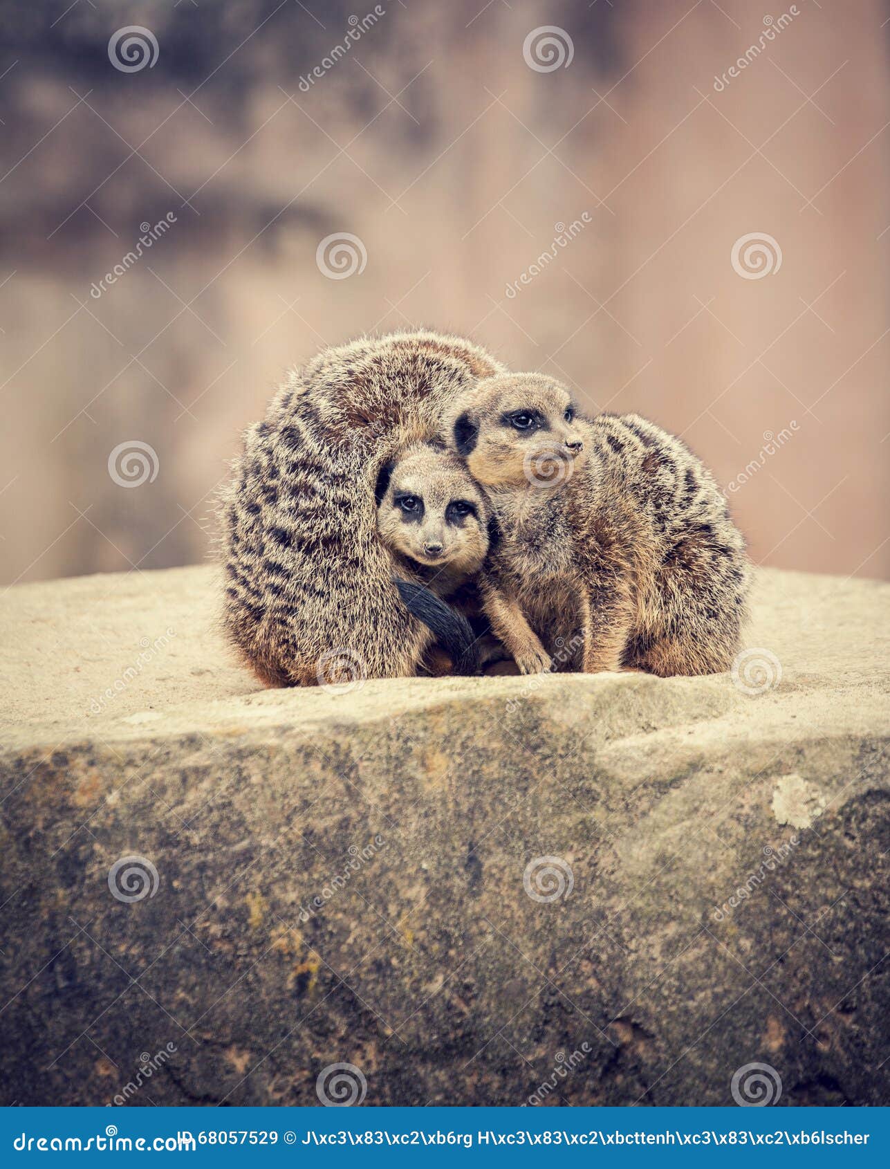 Three Meerkats Huddle Together Stock Image - Image of scout, huddle ...