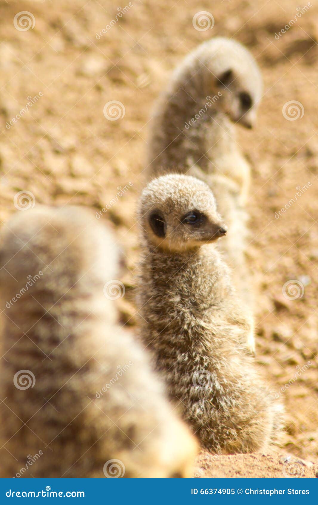 Three meerkats stock image. Image of meerkats, cute, three - 66374905