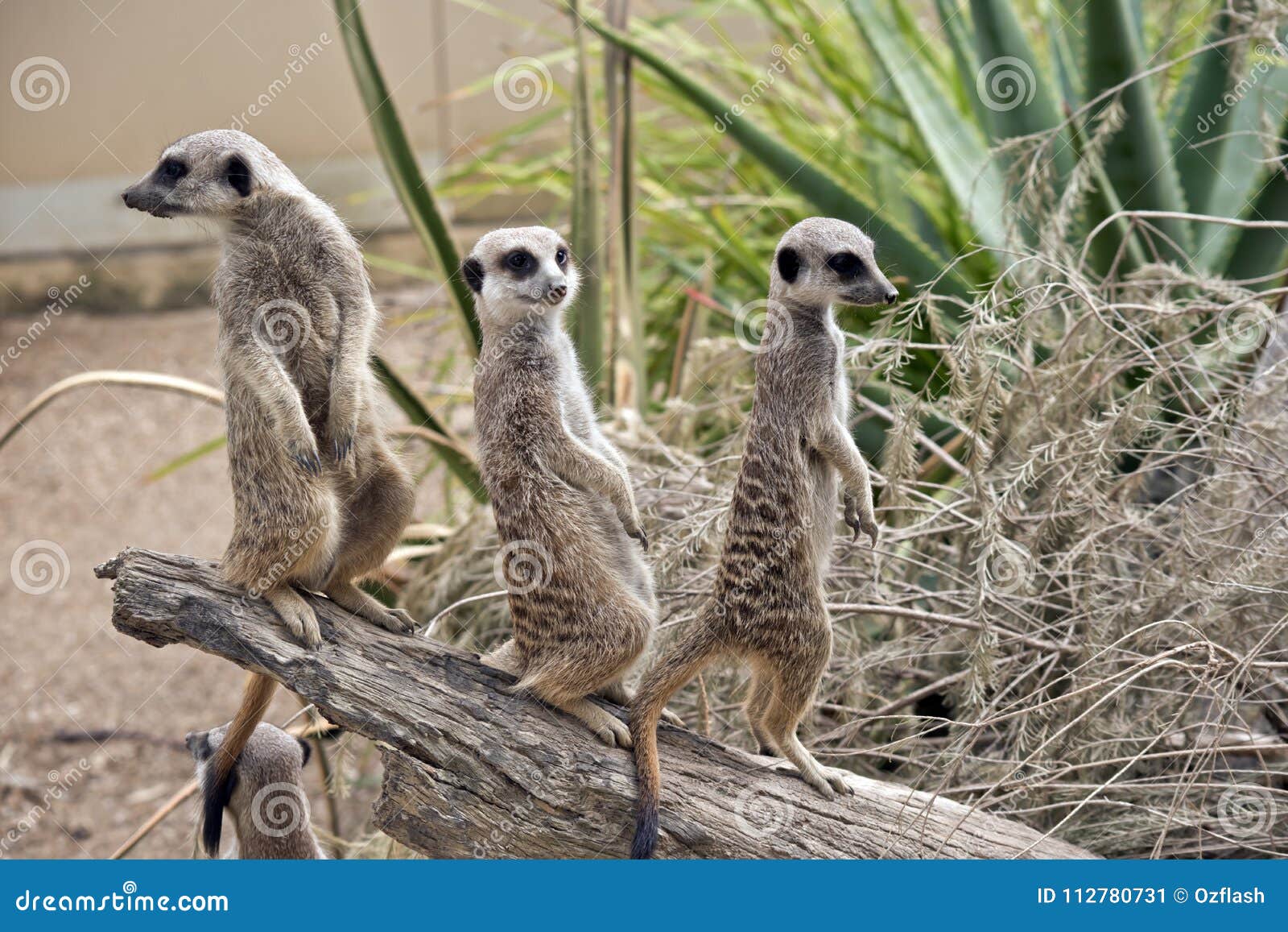 Three meerkats standing stock image. Image of brown - 112780731