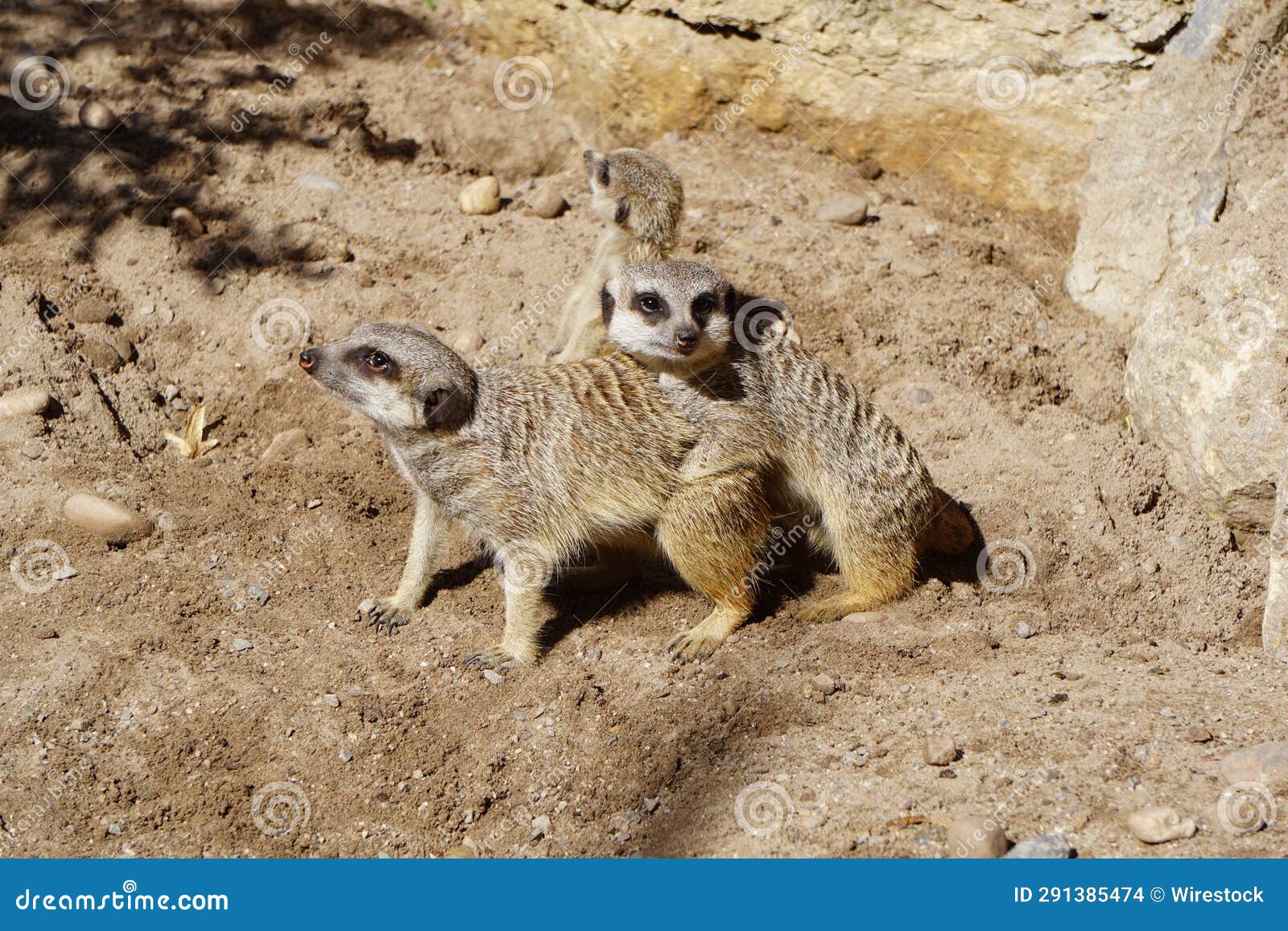Three Meerkats Standing and Sitting in a Sandy Desert Environment Stock ...