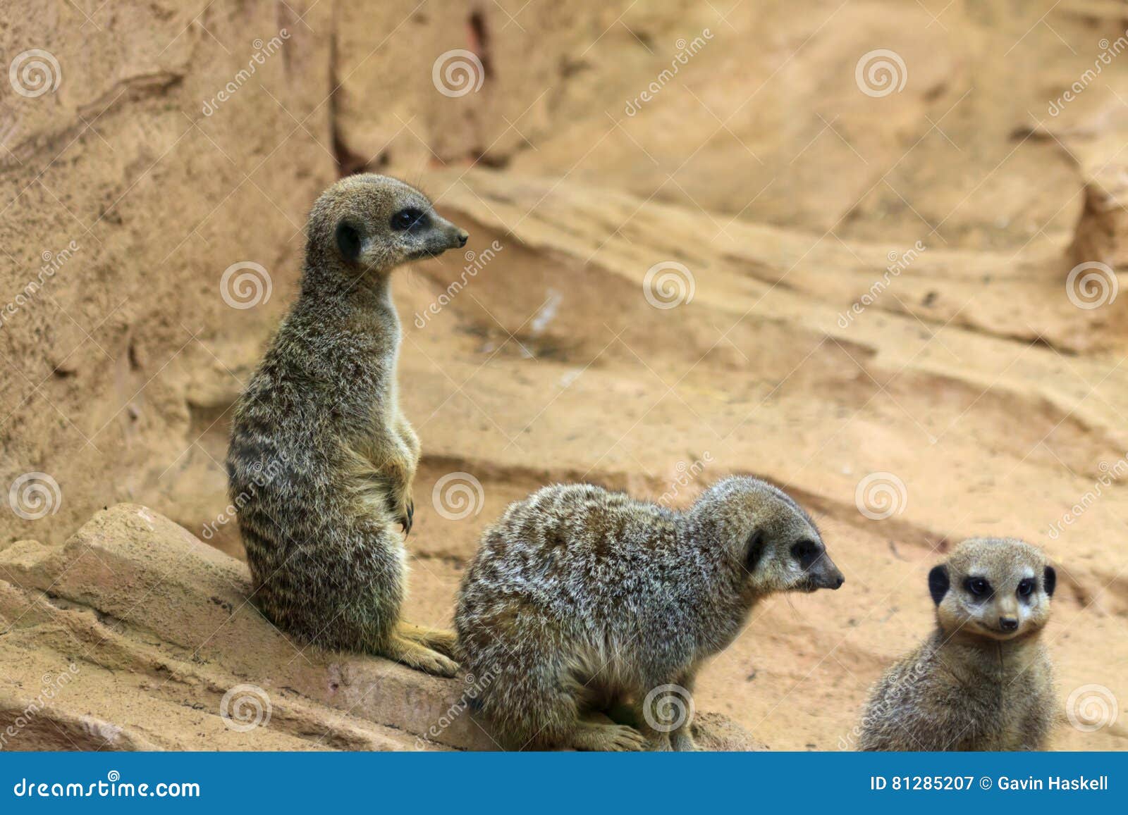 Three Meerkats together stock image. Image of alert, meerkat - 81285207