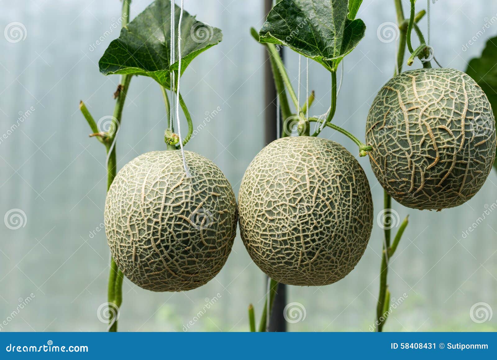 Three melons stock image. Image of pink, single, cantalupe - 58408431