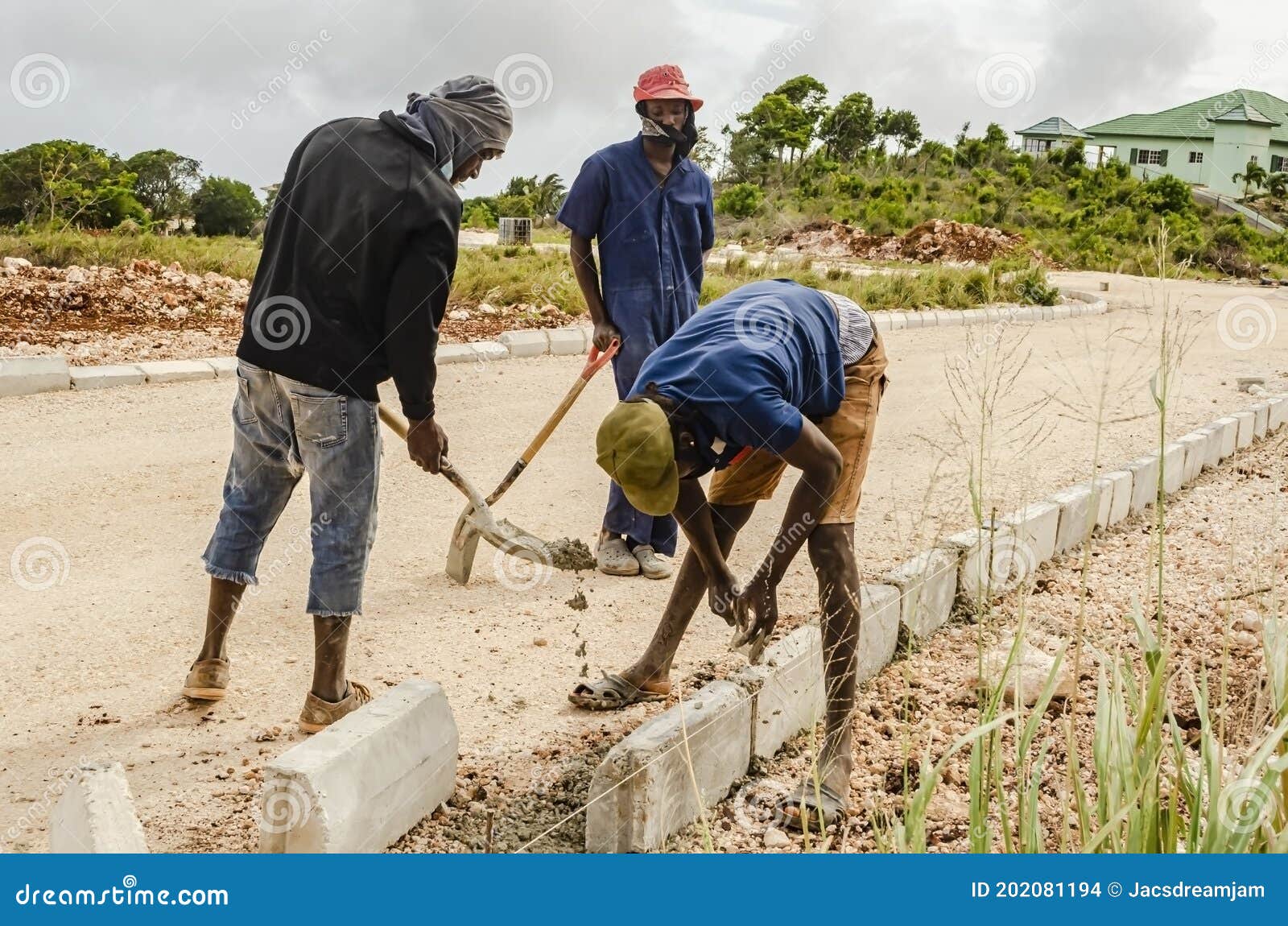 Three Lean Healthy Cows Laying And Wandering On The Bank Of An ...