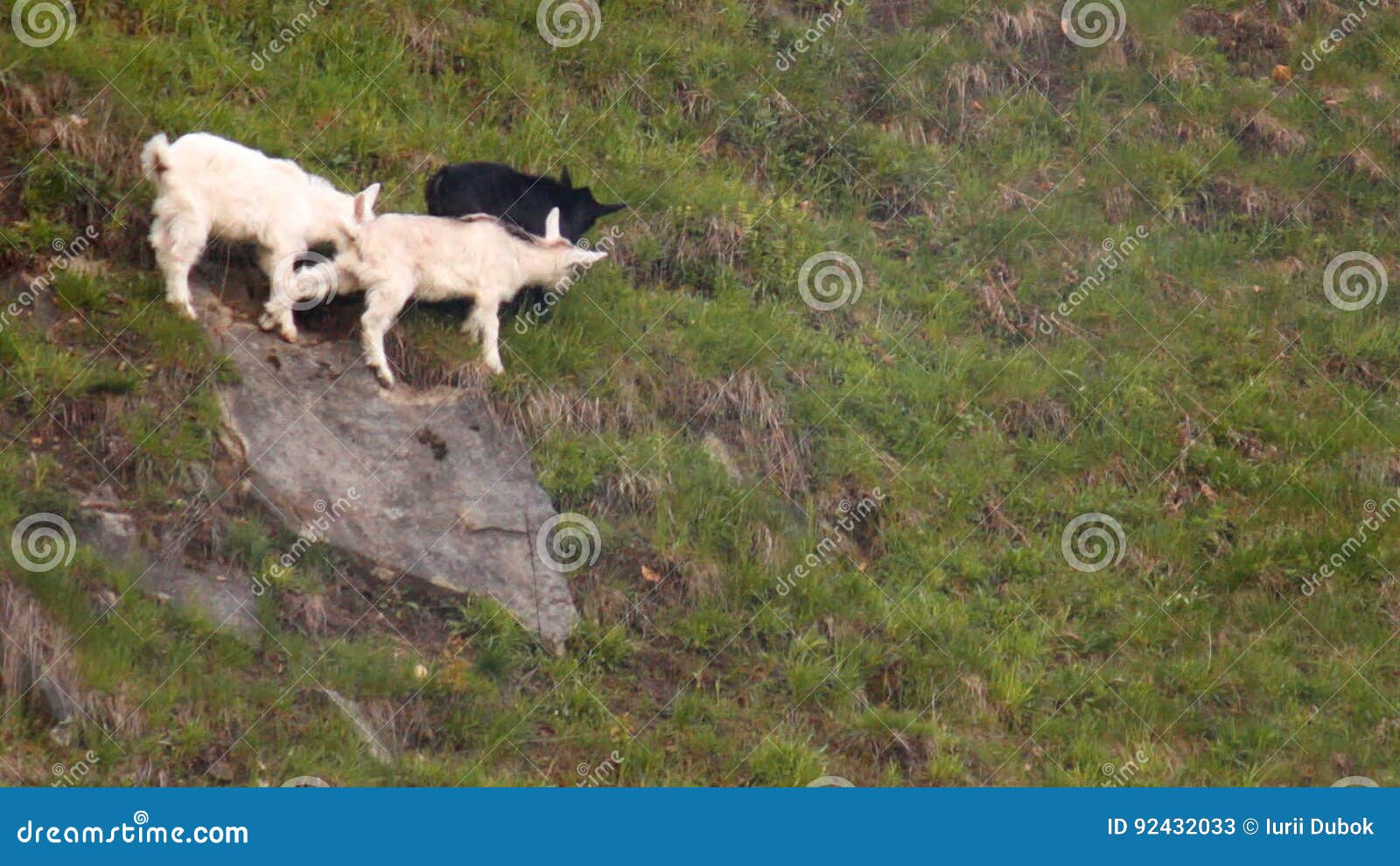 Three merry goats stock video. Video of rock, goatling - 92432033