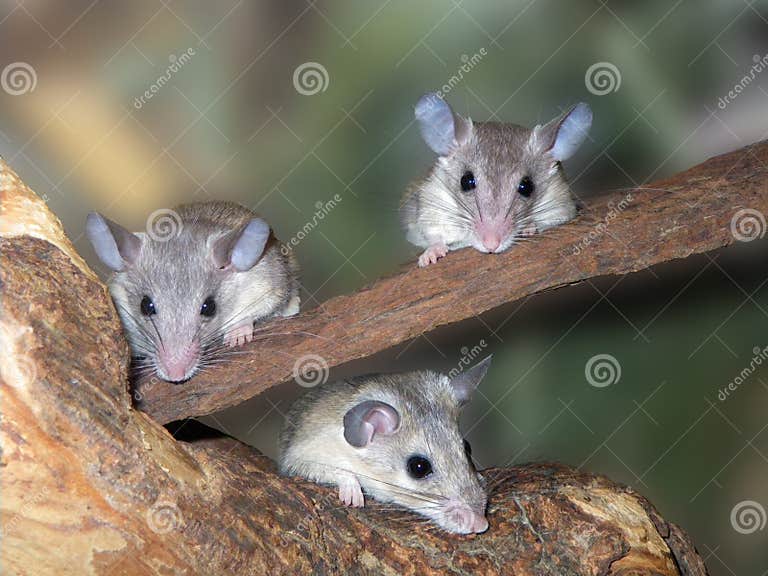 Three mice stock image. Image of friend, domestic, funny - 10760535