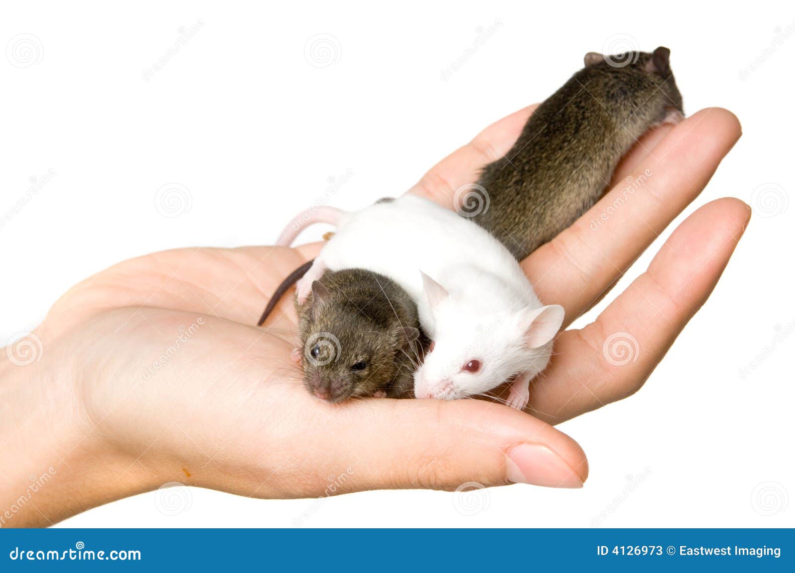 Three Mice stock image. Image of hand, whiskers, studio - 4126973