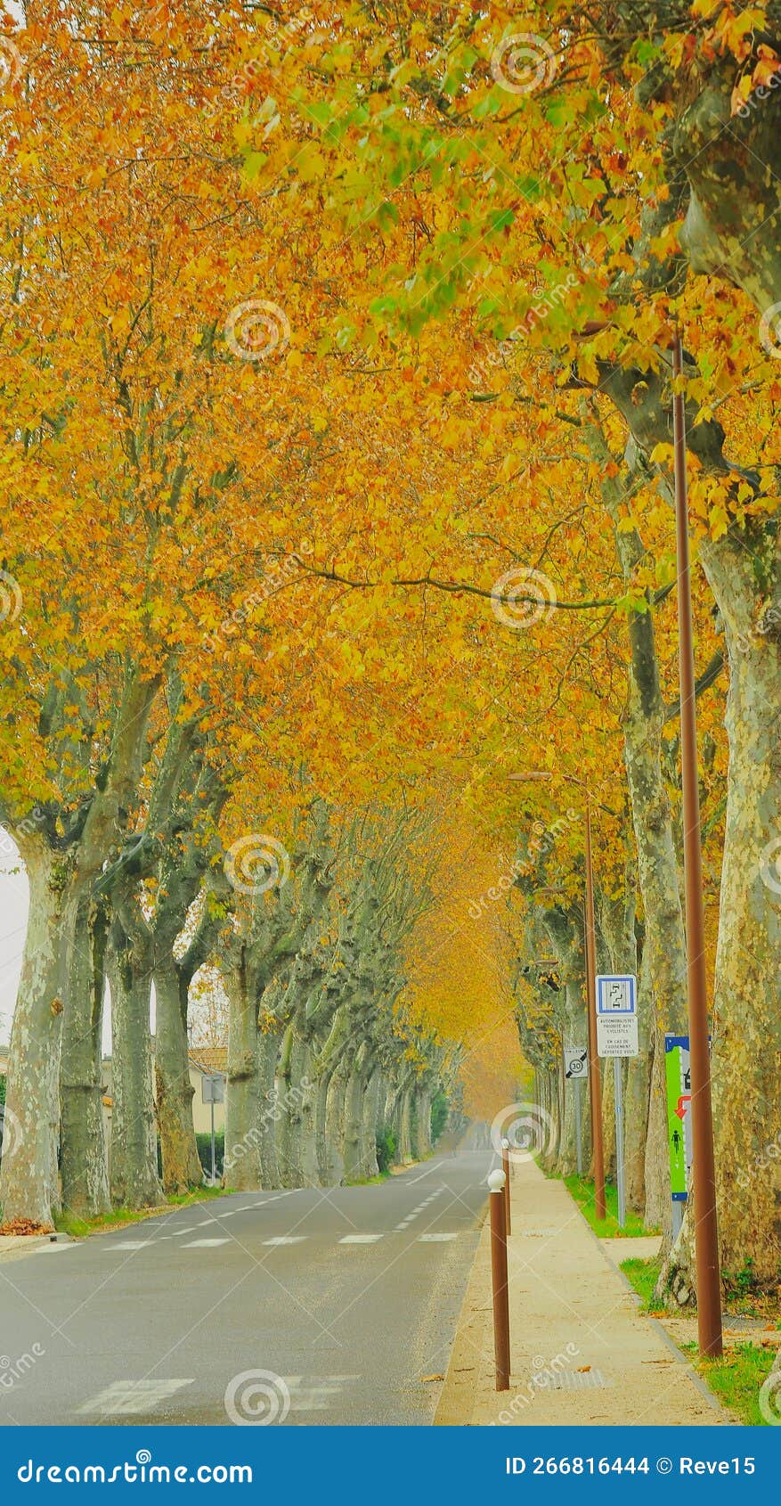 Three Mile Road with Two Row of Hugh, Plain Trees with Autumn Leaves on ...
