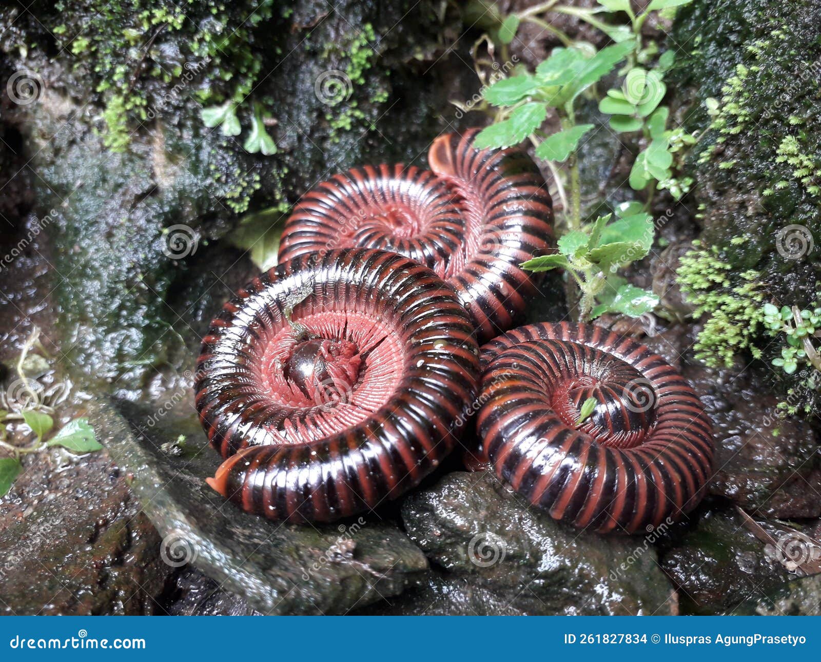 Three Millipedes that are Coiled To Hide from Their Enemies Stock Photo ...