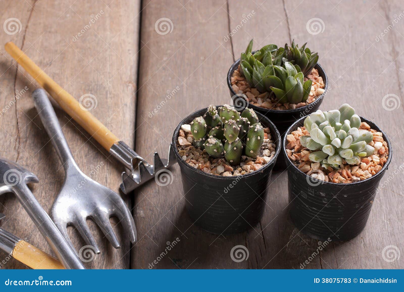 Three mini cactus in pots stock image. Image of nature - 38075783