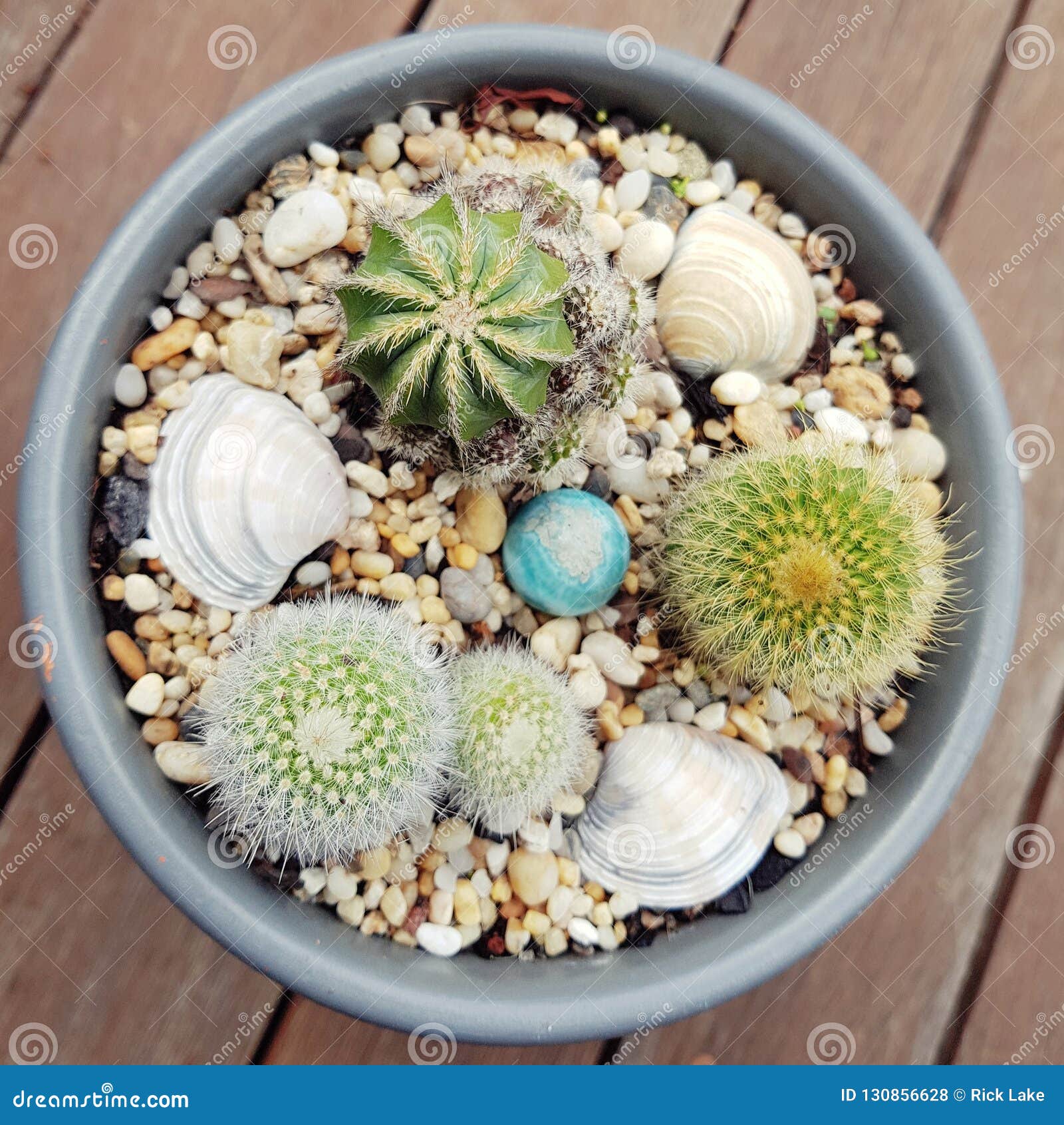 Three Mini Cactuses in Beachy Pot Stock Photo - Image of beachy, shells ...
