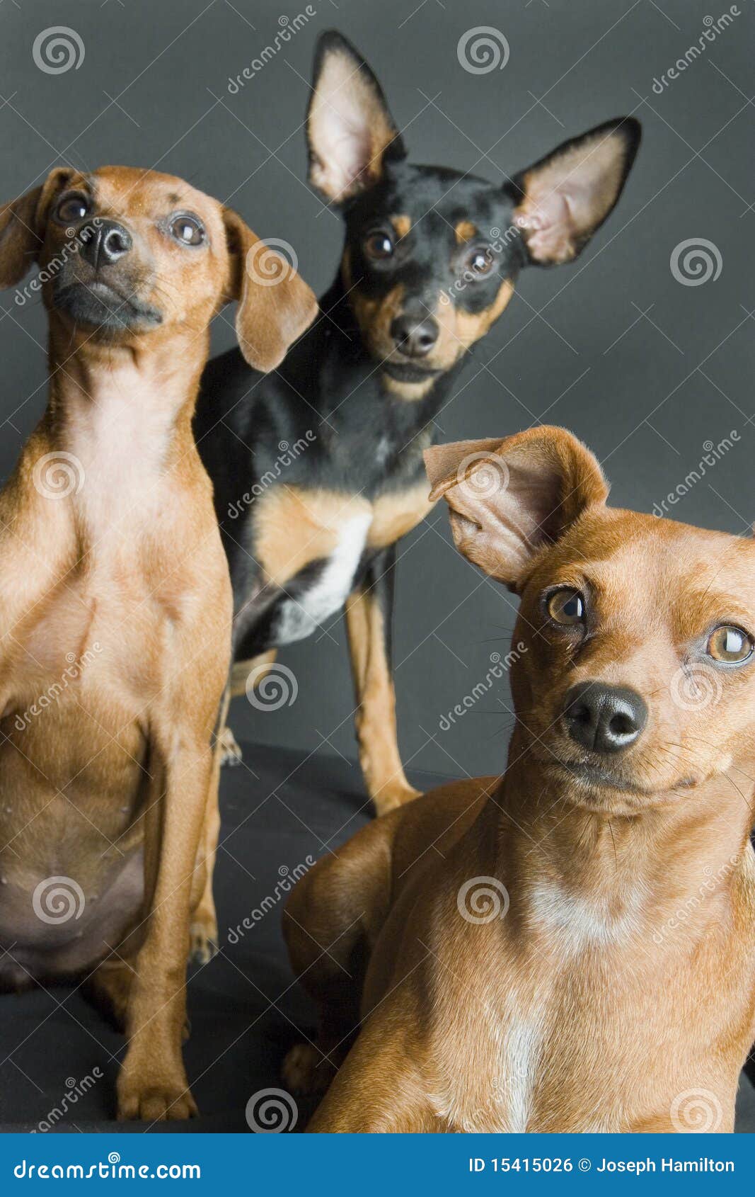 Three Miniature Pinschers stock photo. Image of alert - 15415026