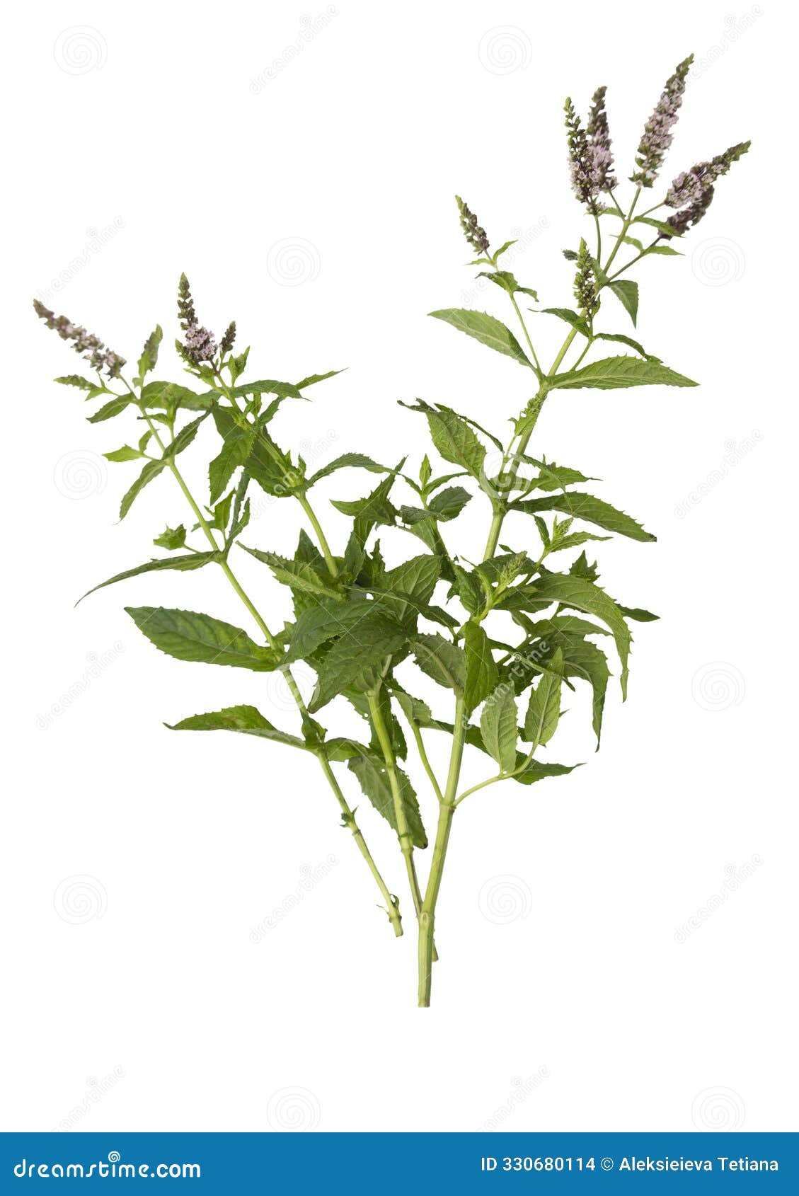 Three Mint Branches with Leaves Top View Isolated on White Background ...