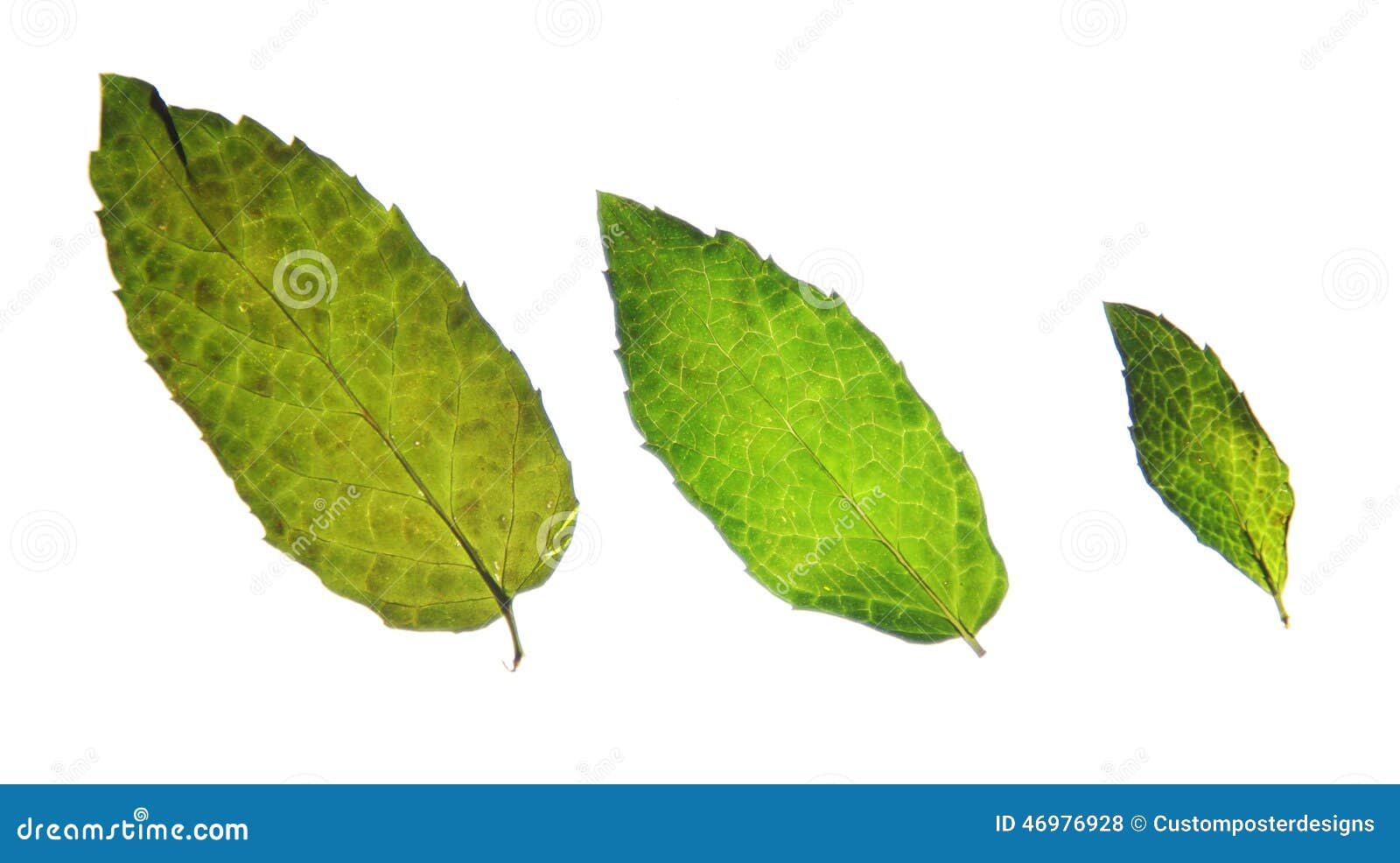 Three mint leaves. stock photo. Image of cooking, mint - 46976928