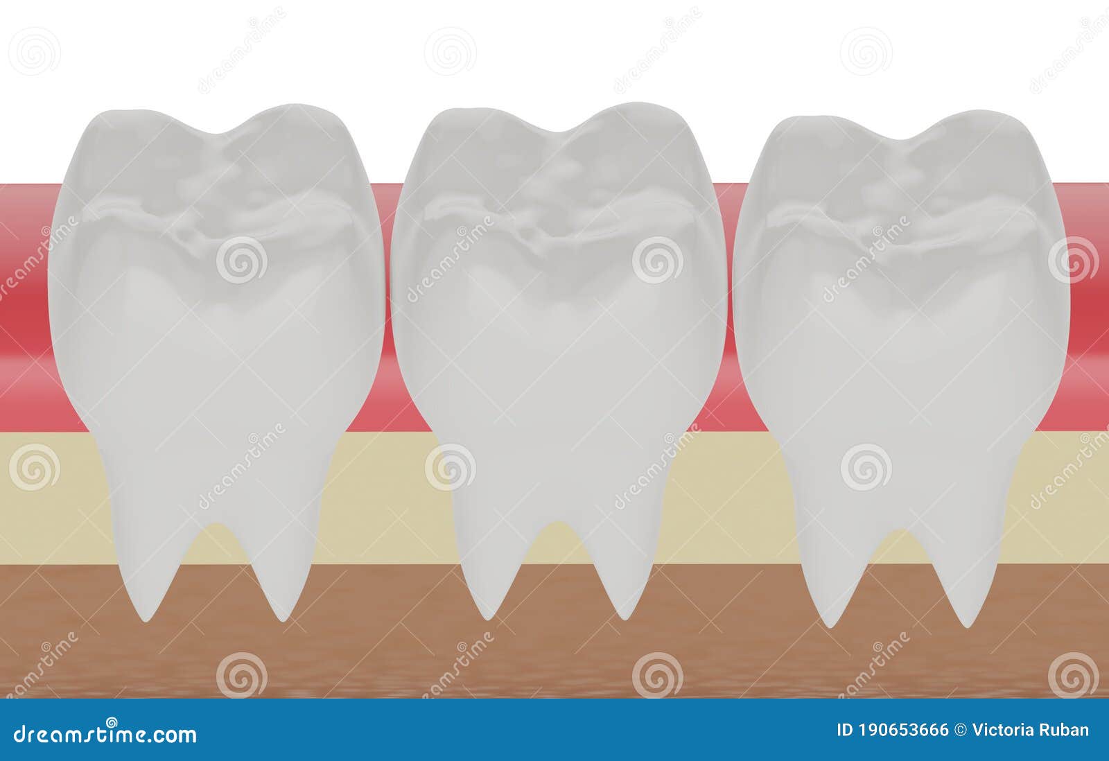 Three molars in the gum stock illustration. Illustration of medical ...