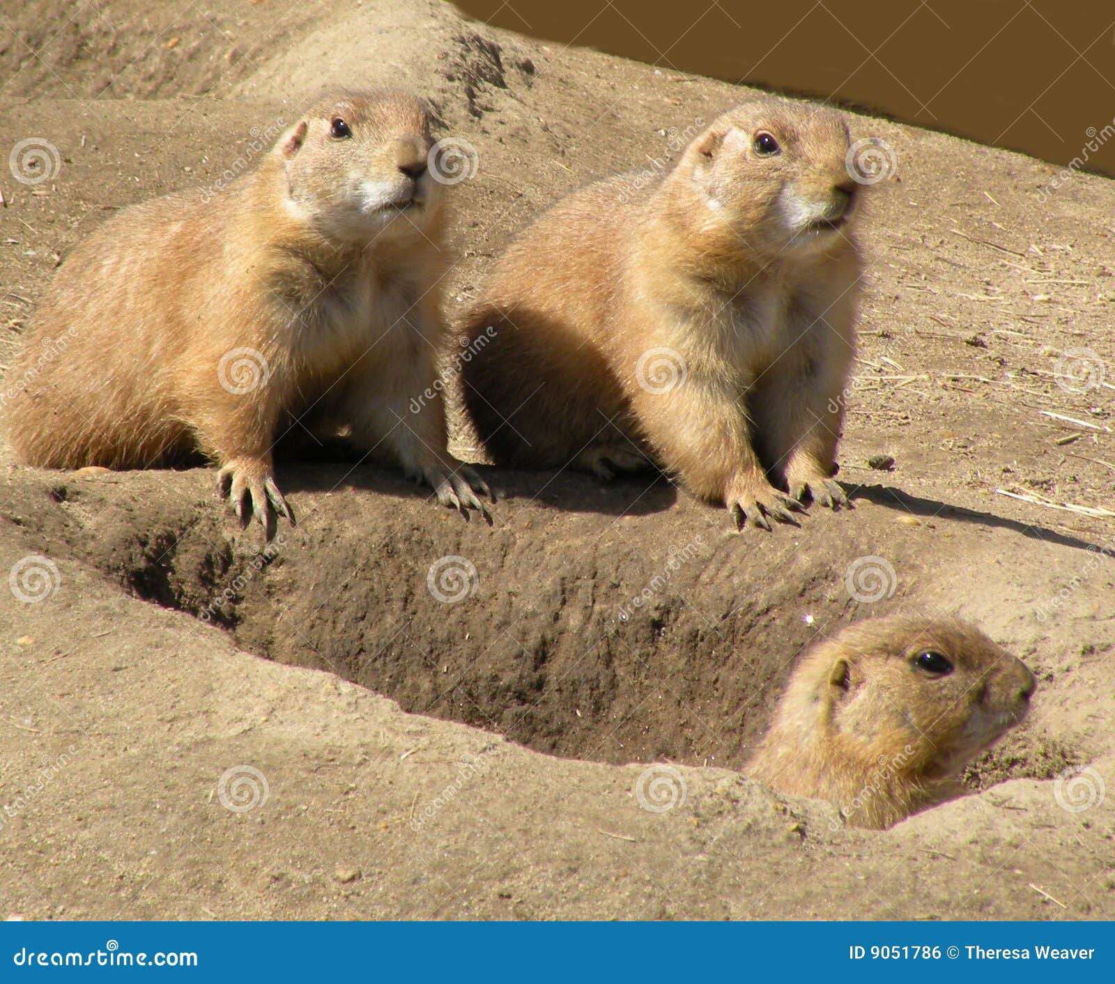 Three Moles stock photo. Image of animal, molehole, digger - 9051786