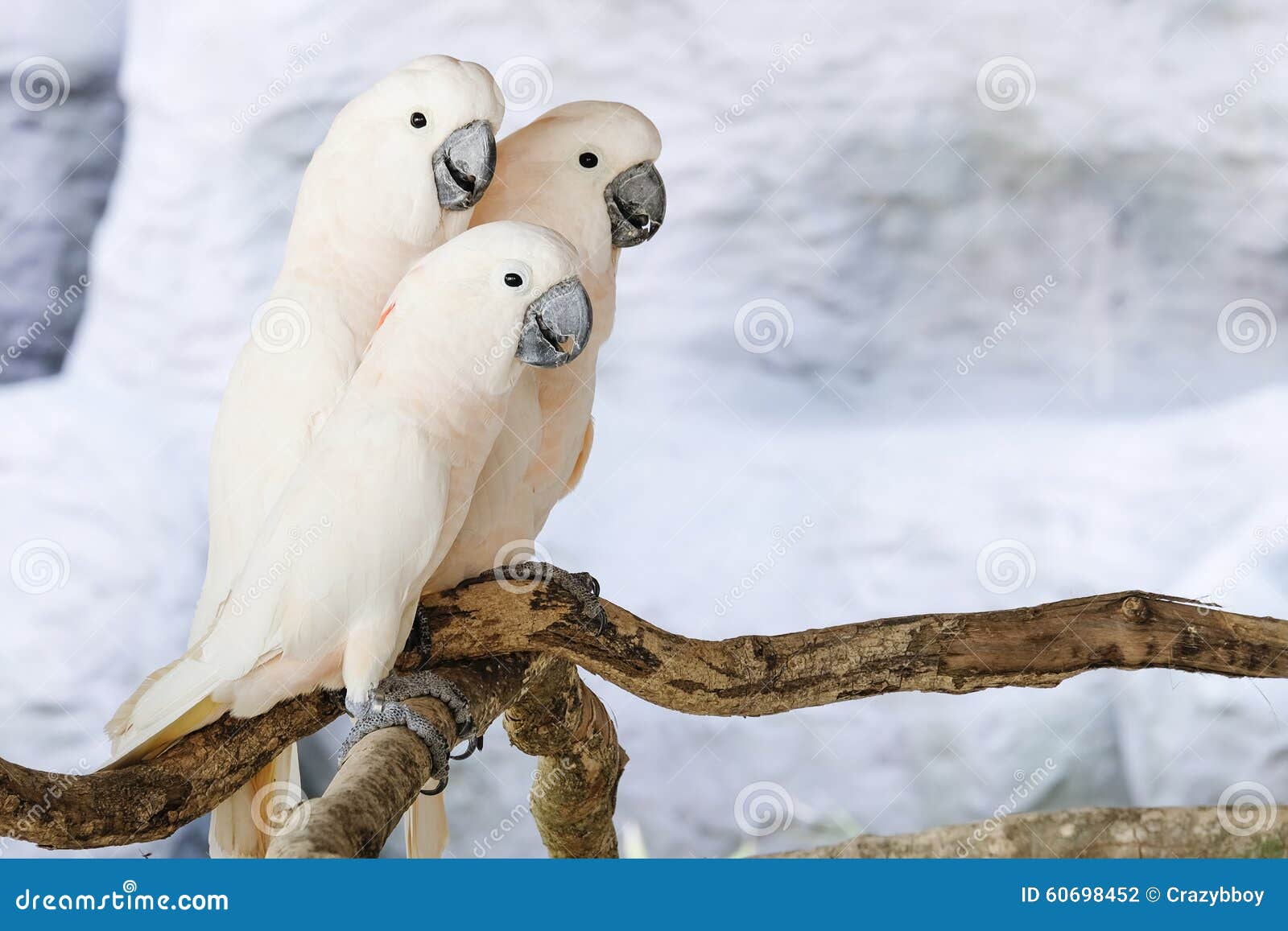 Three Moluccan Cockatoo on the Perch Stock Photo - Image of life ...