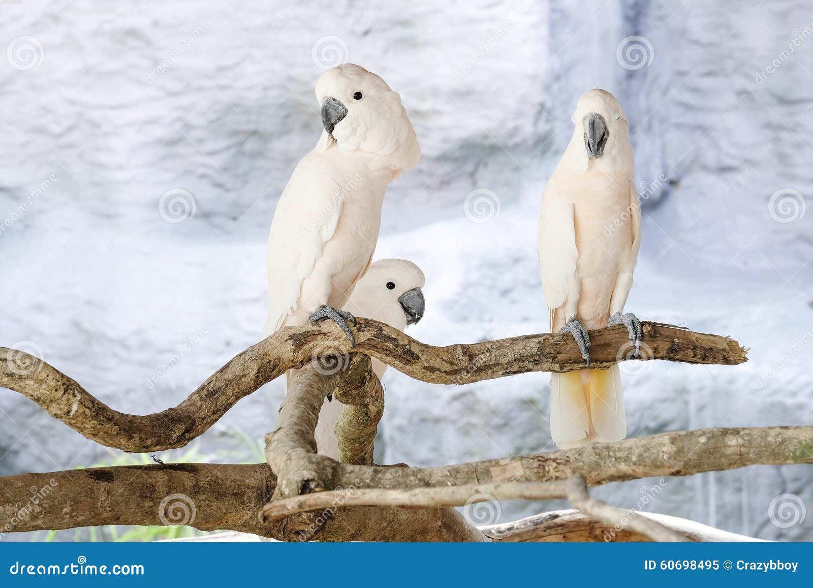 Three Moluccan Cockatoo on the Perch Stock Image - Image of avian ...