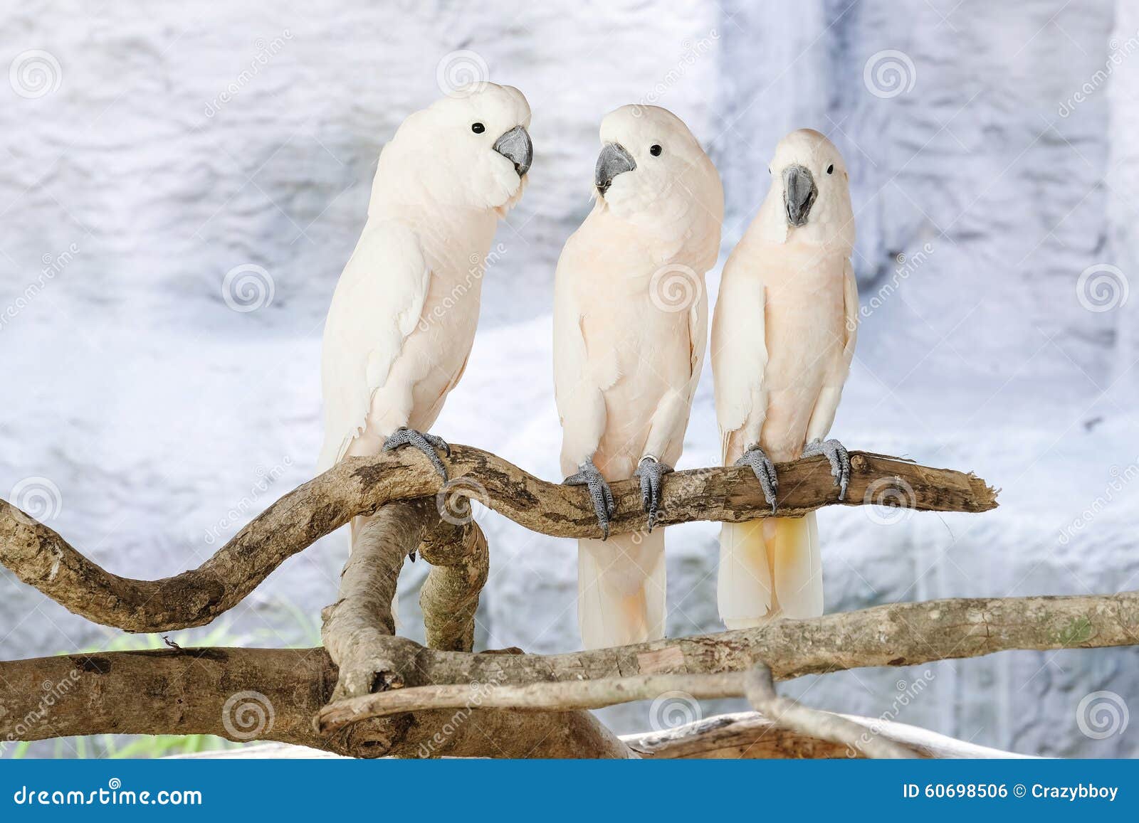 Three Moluccan Cockatoo on the Perch Stock Photo - Image of moluccensis ...