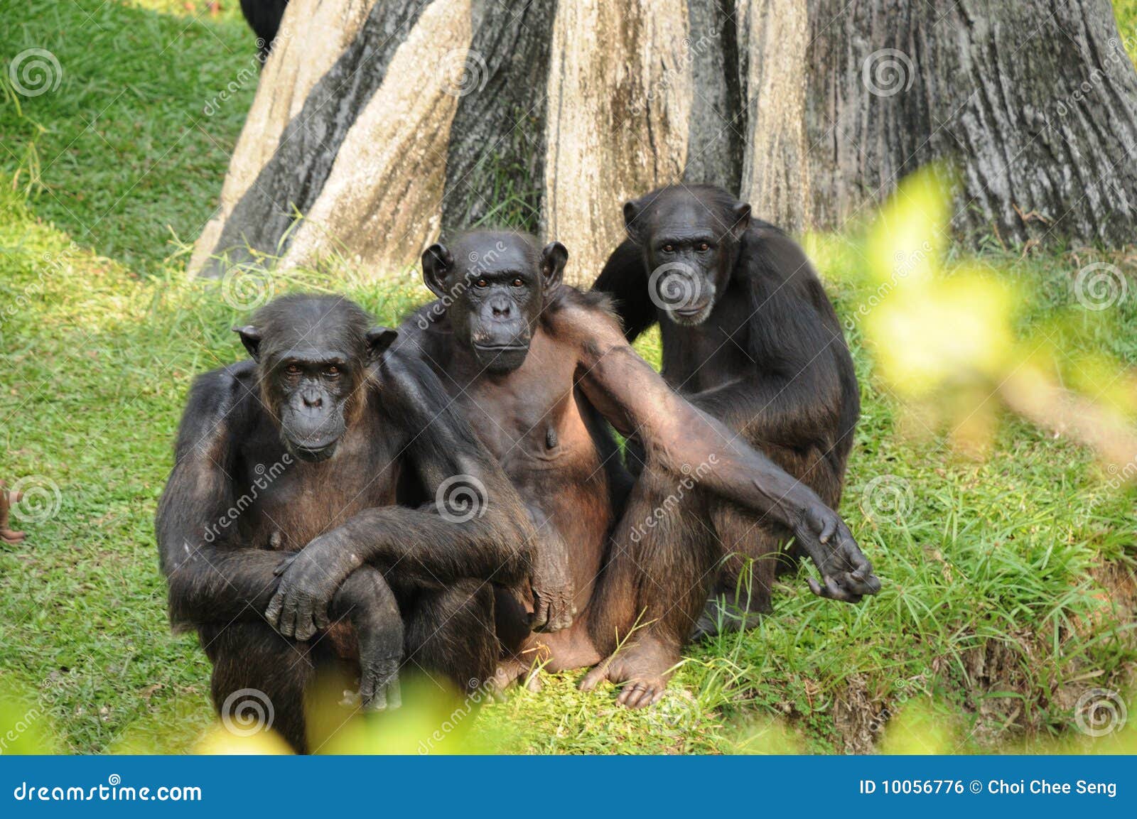 Three monkey stock photo. Image of grass, outdoor, primate - 10056776