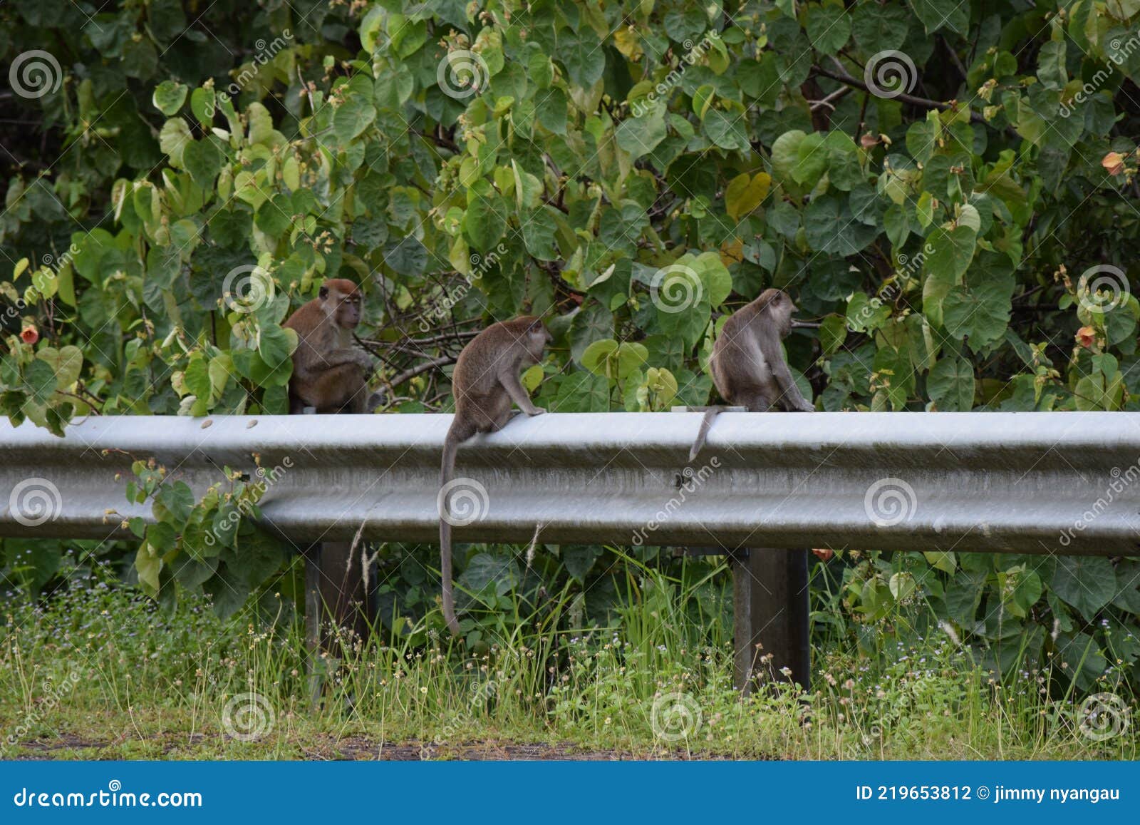 Three Monkey, Crossing the Road Stock Photo - Image of yard, leaf ...