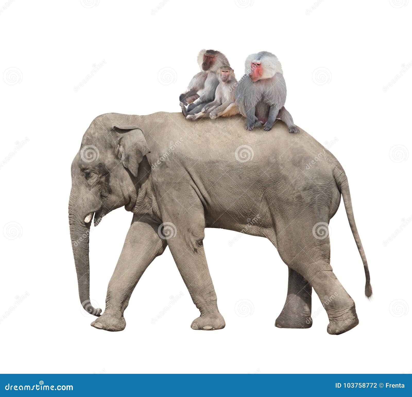 Three Monkey Hamadry are Riding on the Back of an Elephant Stock Photo ...