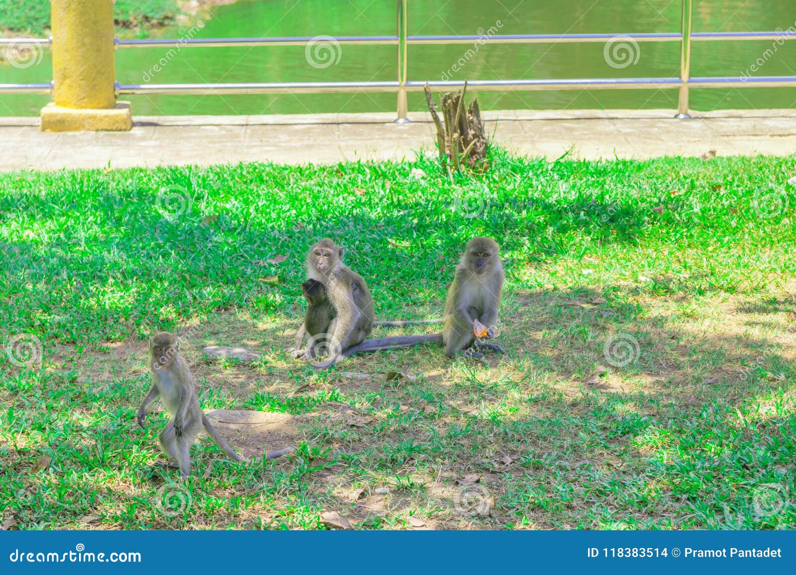 Three Monkey Sit and Stand on the Grass with Copy Space Add Text Stock ... Three Monkey Sit and Stand on the Grass with Copy Space Add Text Stock ...