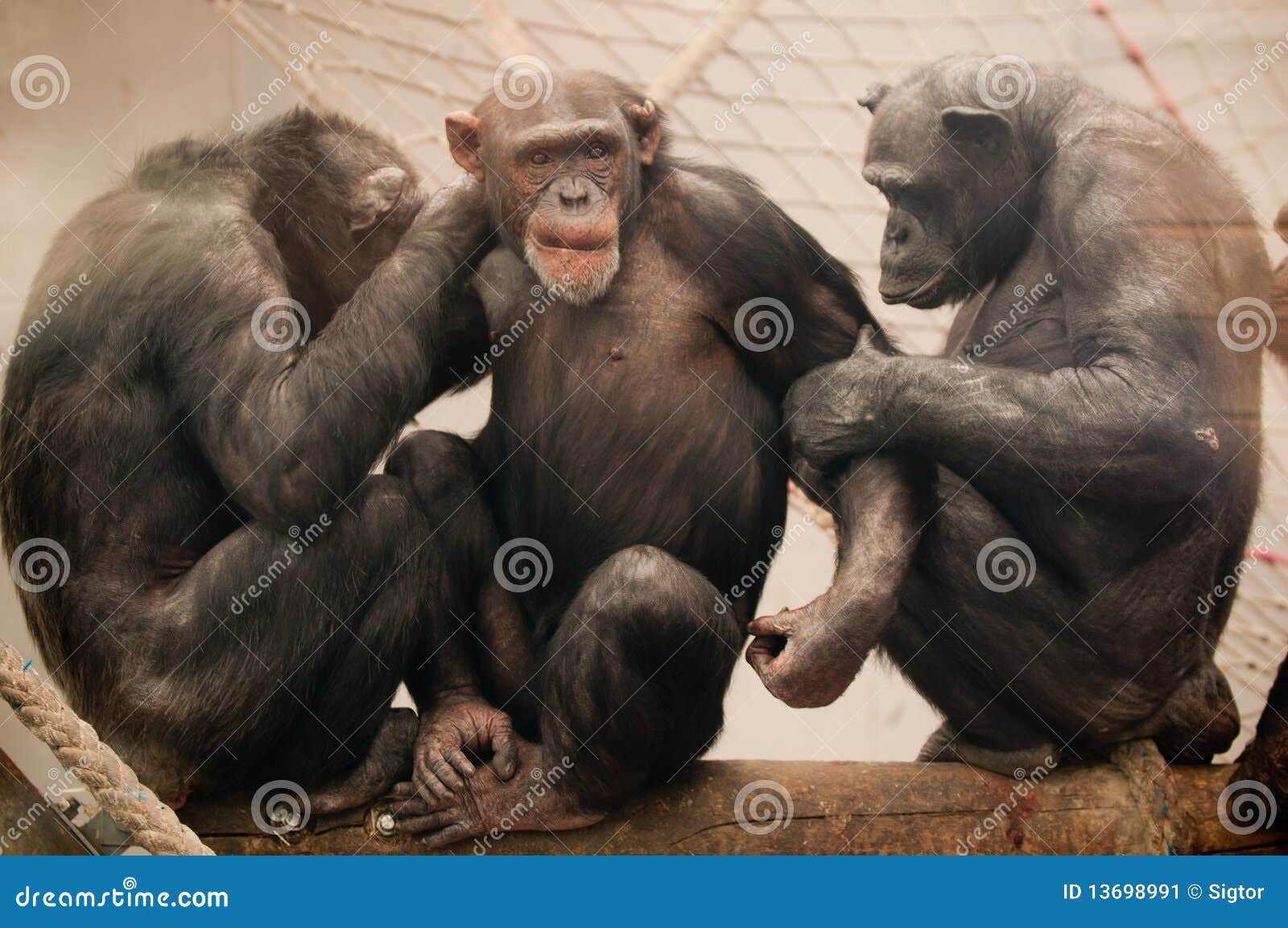 Three monkeys stock image. Image of manicure, monkey - 13698991