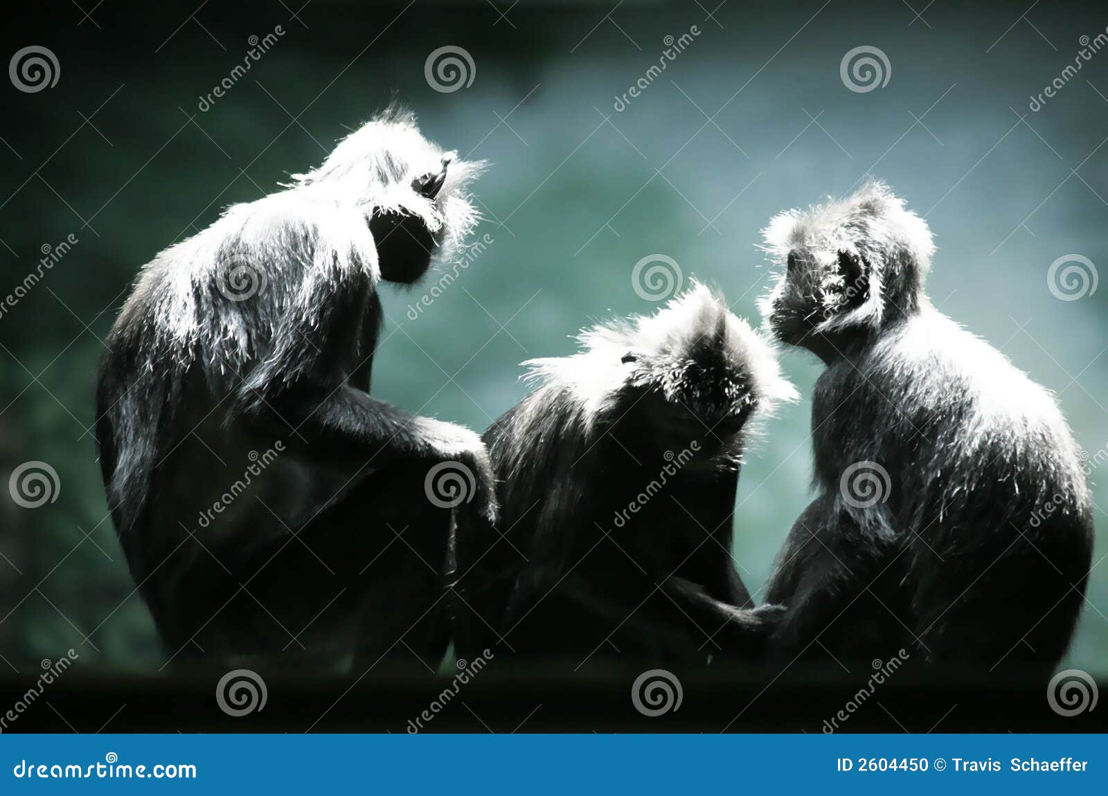 Three monkeys stock photo. Image of travel, forest, vacation - 2604450
