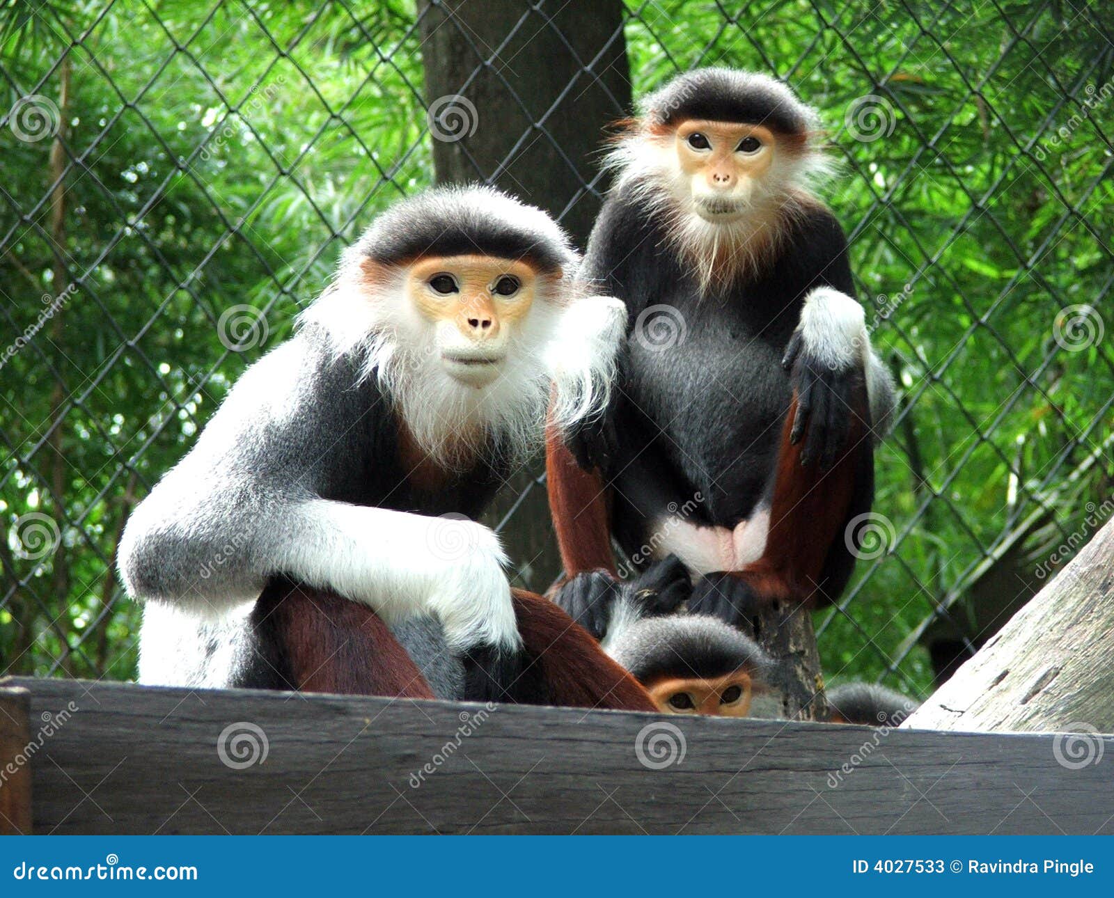 Three monkeys stock image. Image of cage, monkey, douc - 4027533