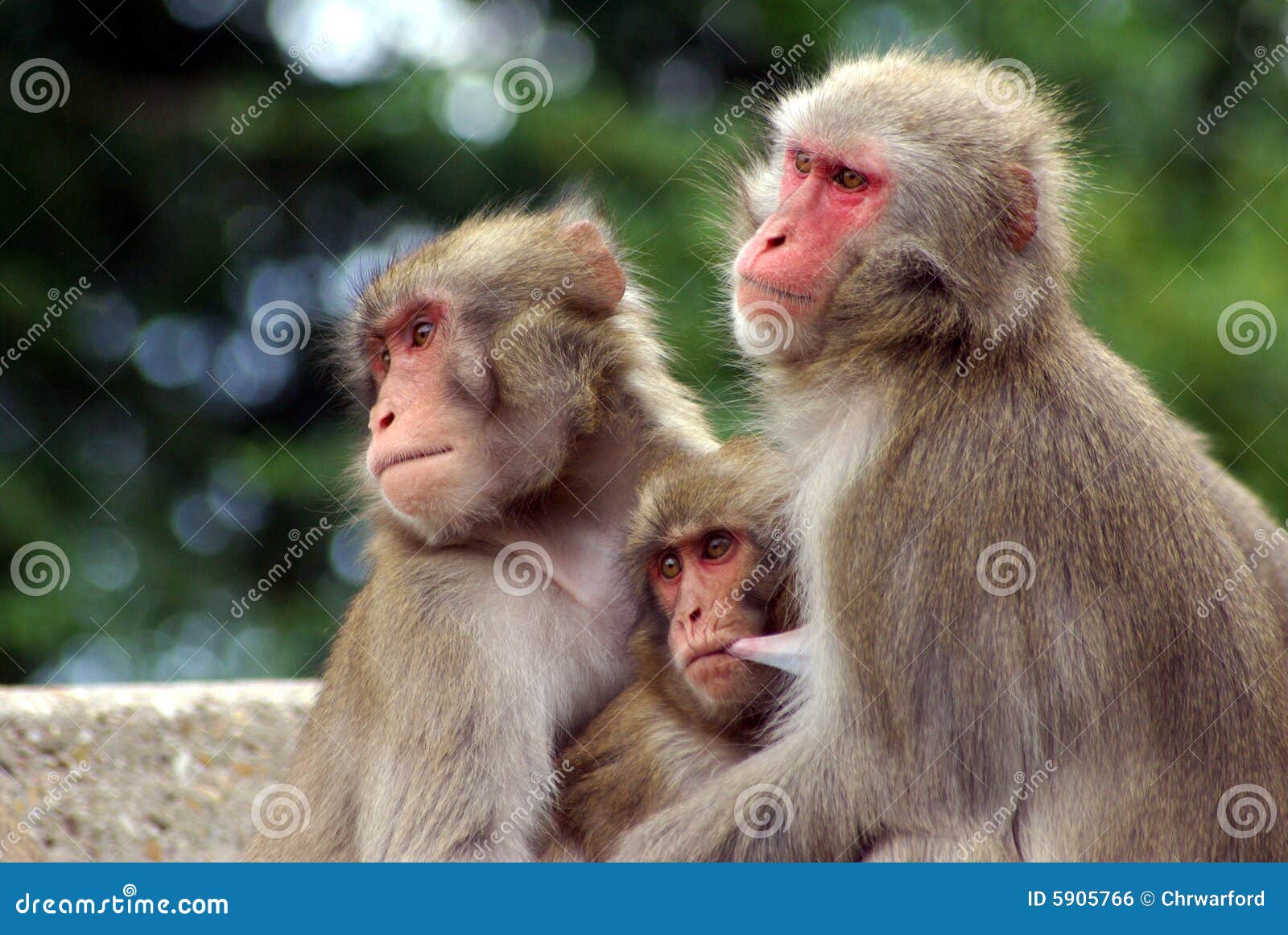 Three monkeys stock photo. Image of holding, faces, outdoor - 5905766