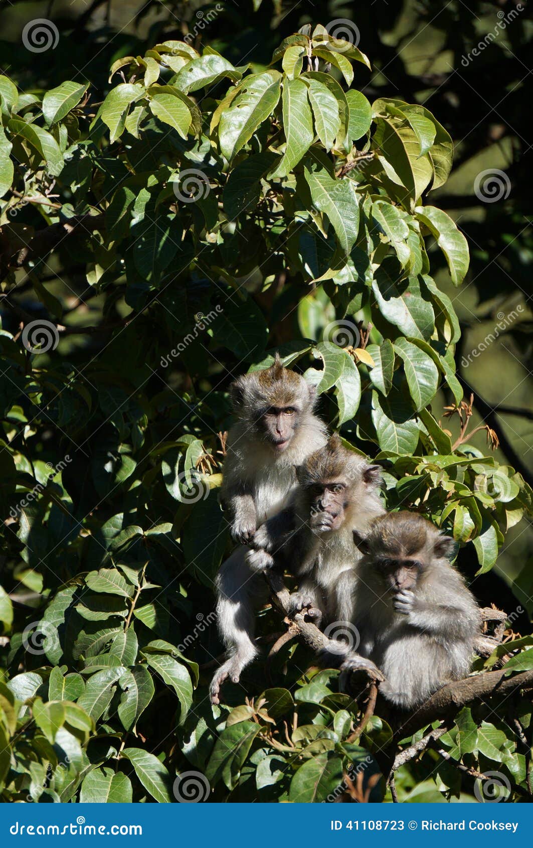 Three Monkeys b stock image. Image of monkeys, lombok - 41108723