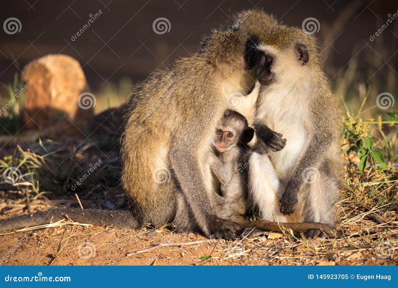Three Monkeys with a Baby Sit Together Stock Image - Image of primate ...