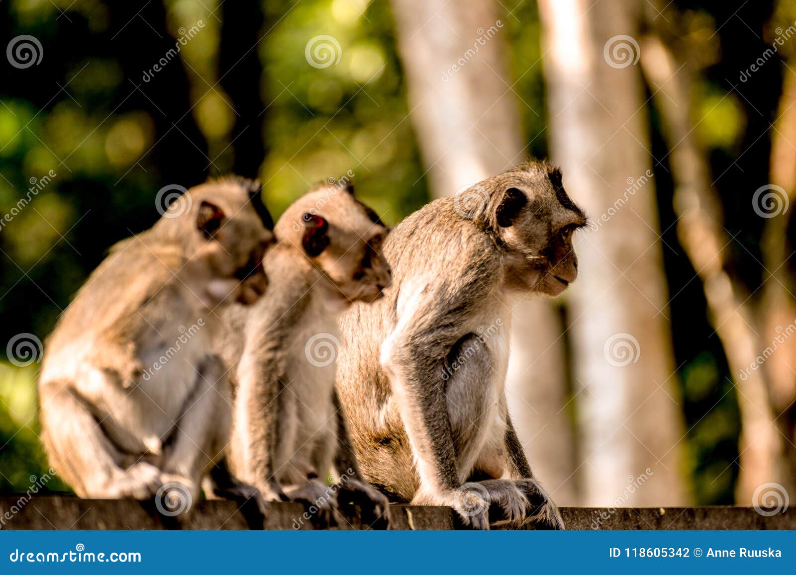 Three monkeys in Cambodia stock photo. Image of harbour - 118605342