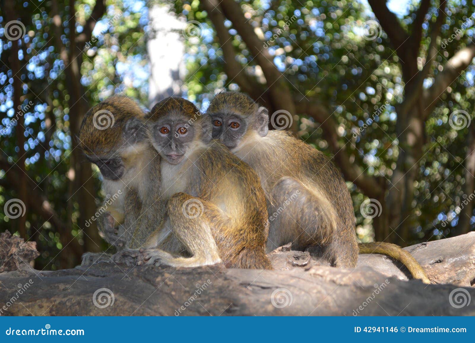Three monkeys stock photo. Image of tree, monkeys, africa - 42941146