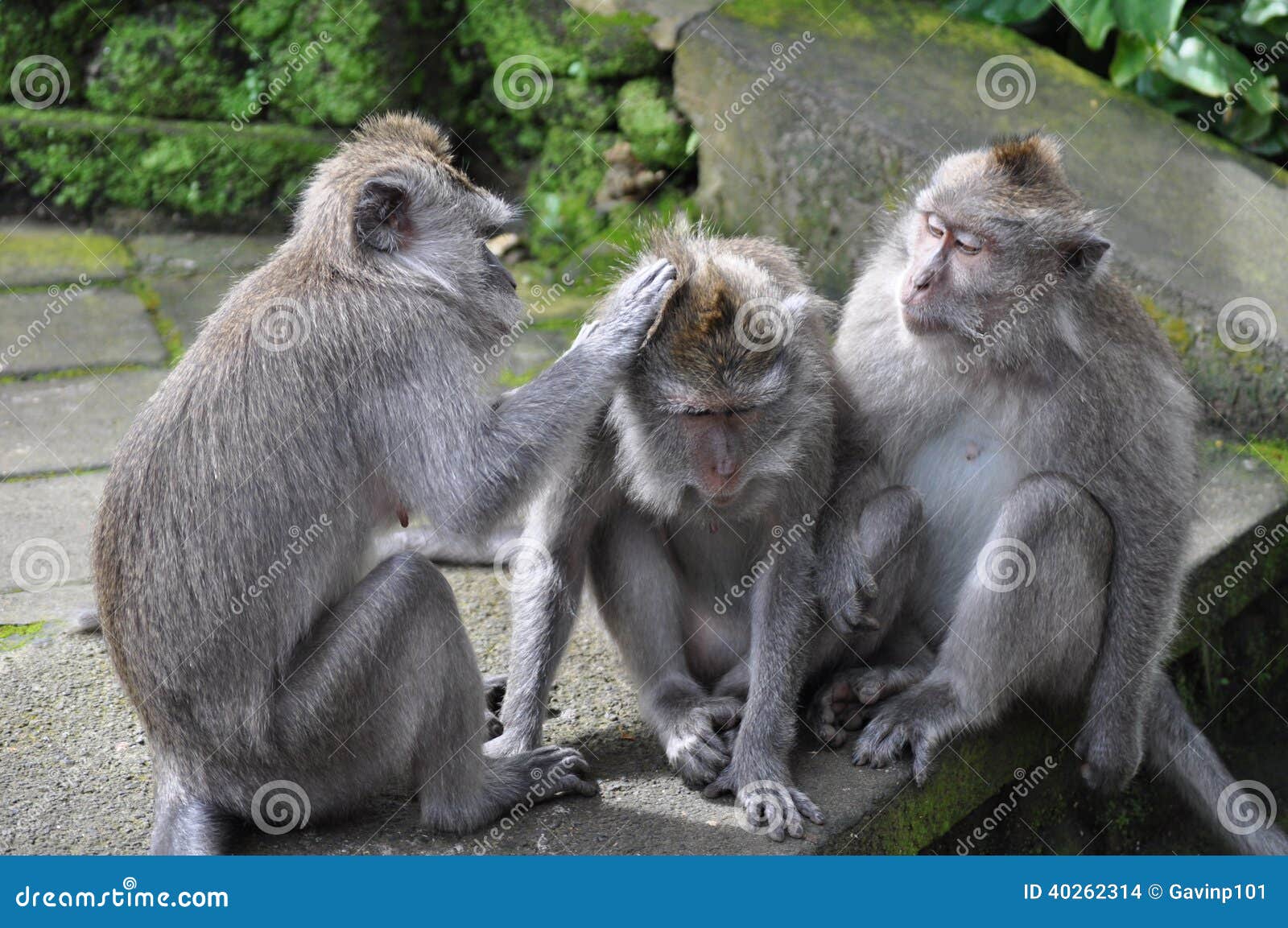 Three Monkeys Monkey Playing Scratching Stock Photo - Image of outdoors ...