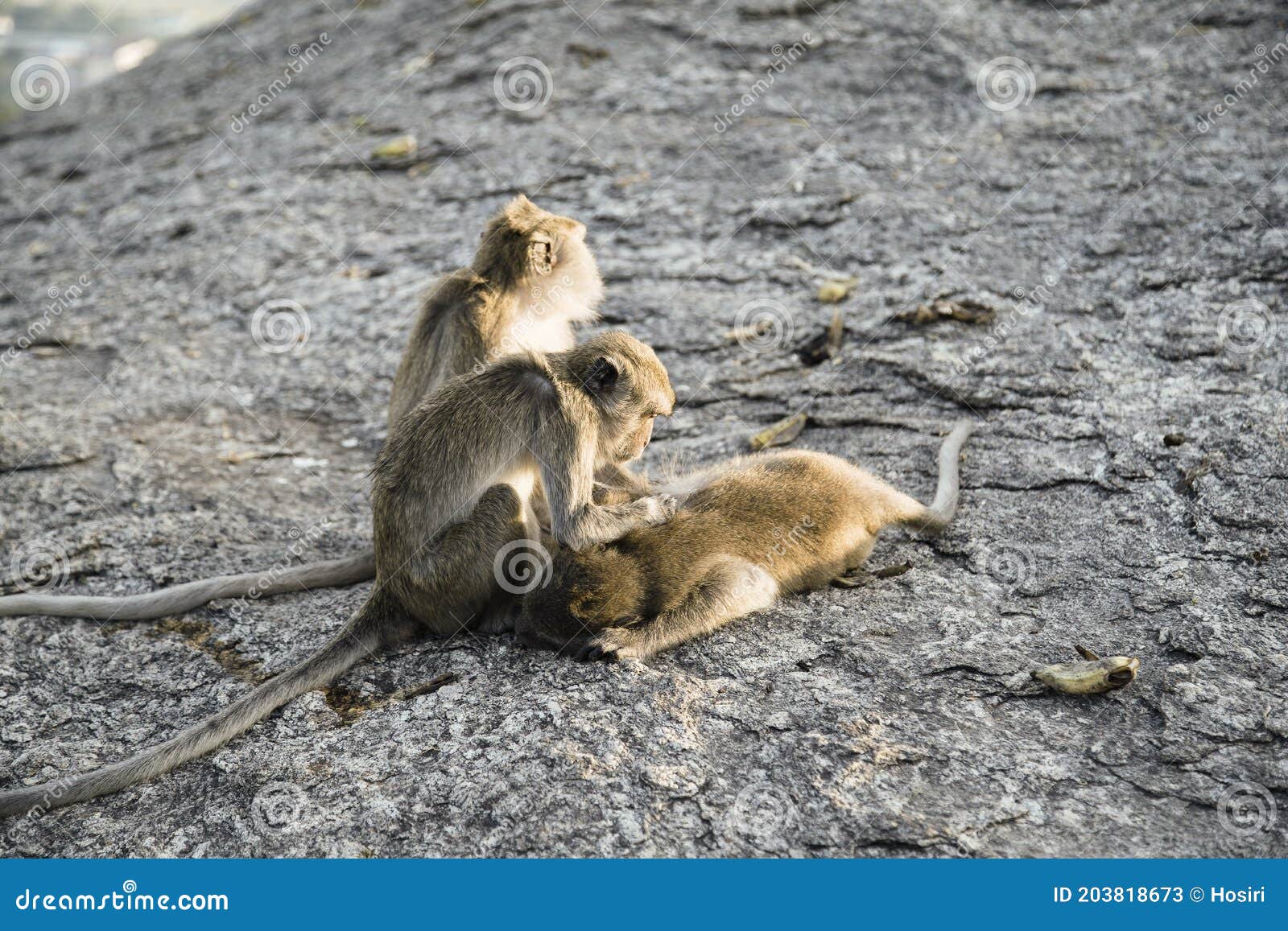 Three Monkeys on the Mountain Stock Image - Image of family, grass ...