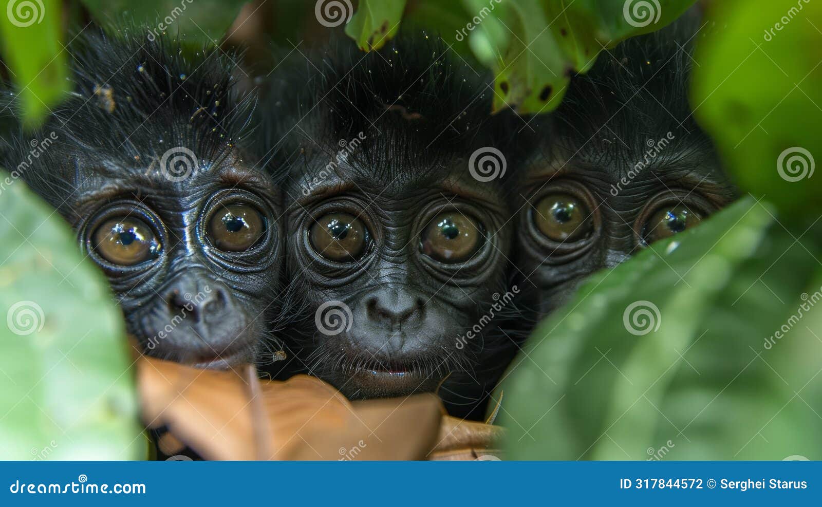 Three Monkeys are Peeking Out from Behind Some Leaves, AI Stock Photo ...