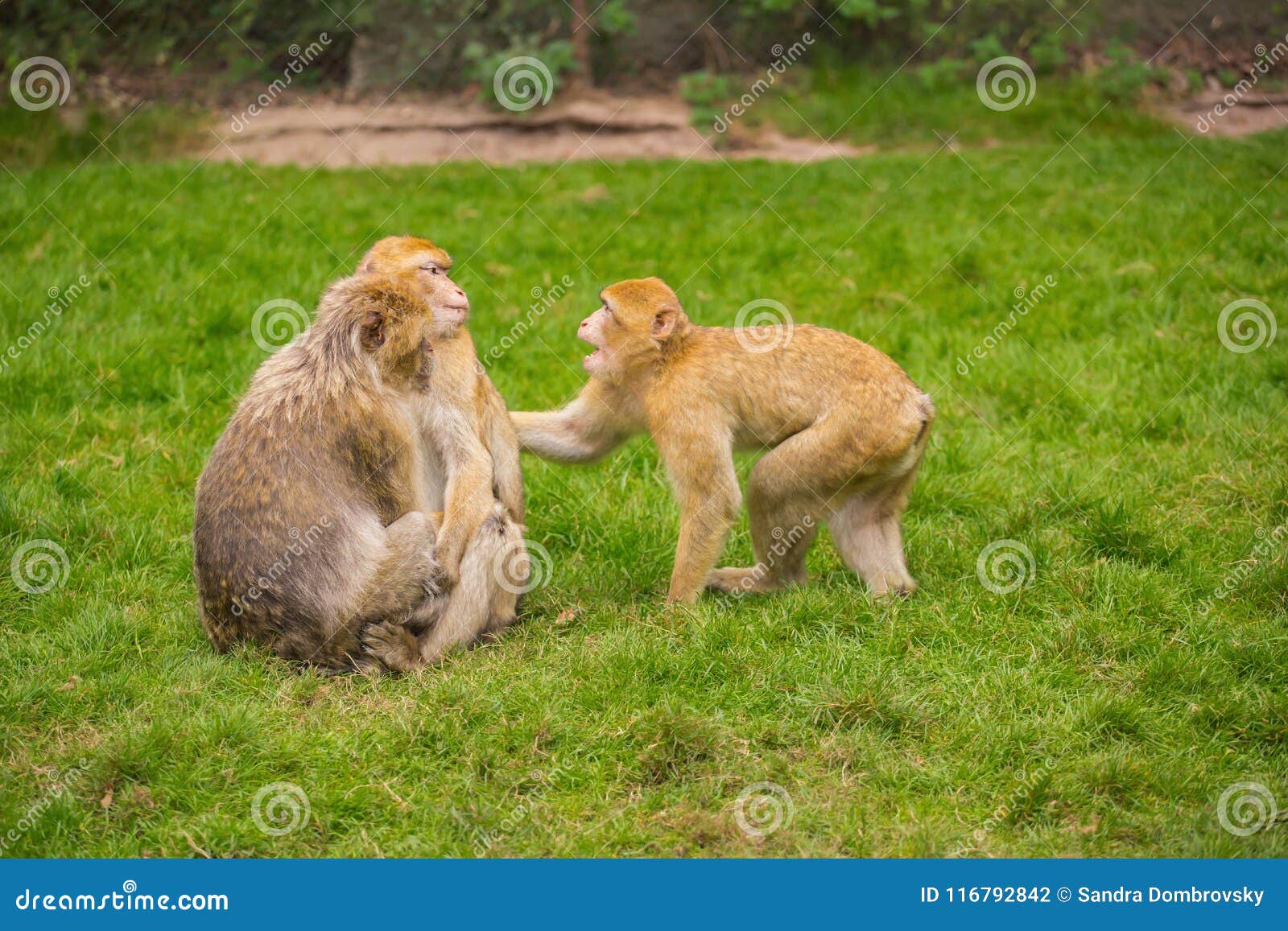 Three Monkeys are Playing on a Green Meadow Stock Photo - Image of ...
