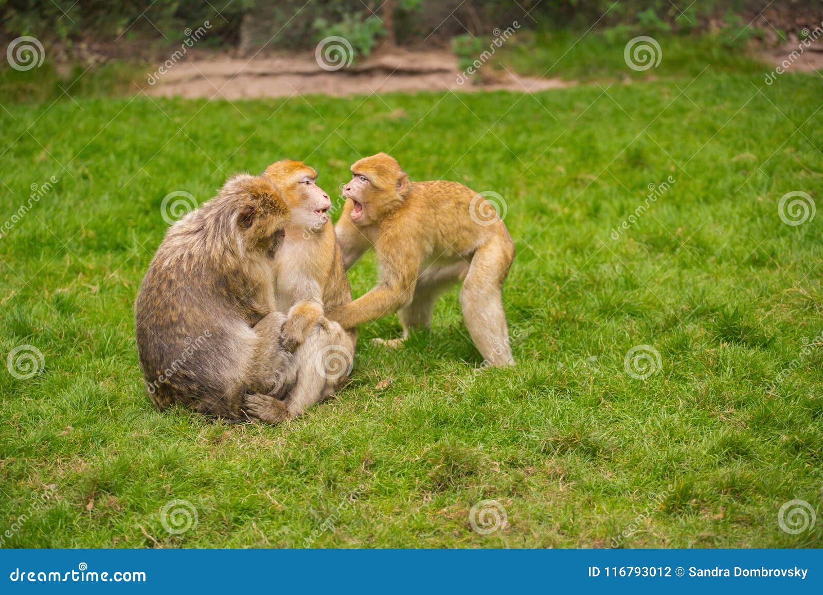 Three Monkeys are Playing on a Green Meadow Stock Photo - Image of care ...