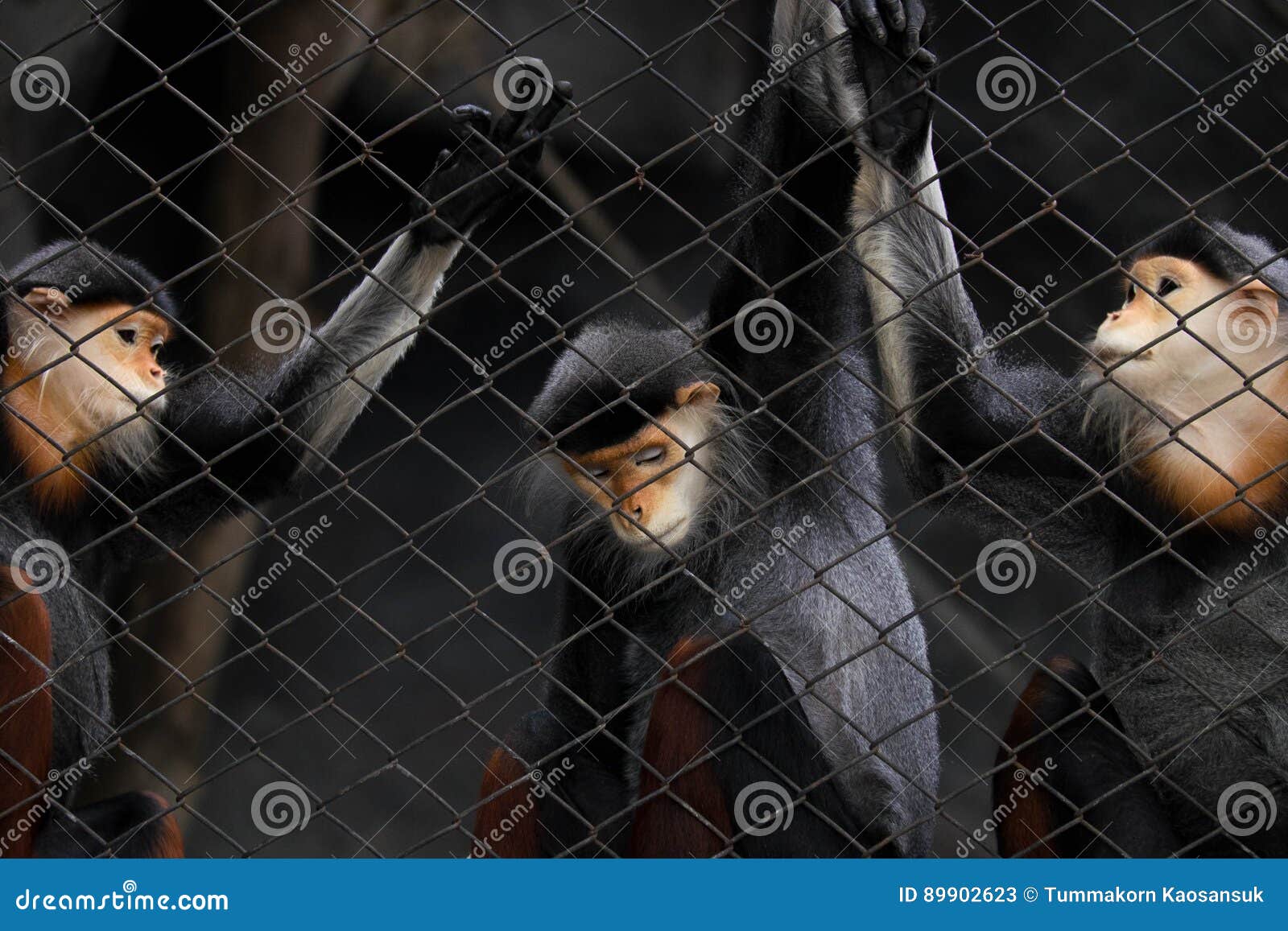 Three Monkeys Royalty-Free Stock Photo | CartoonDealer.com #89902623