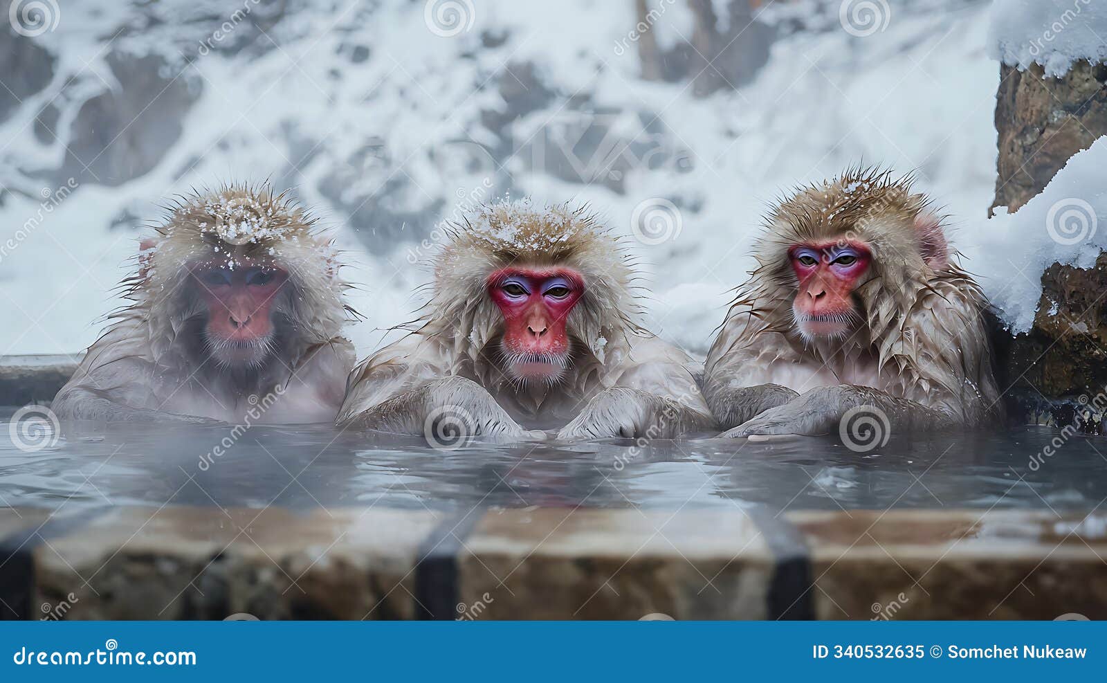 Three Monkeys Relaxing in a Snowy Hot Spring Stock Illustration ...