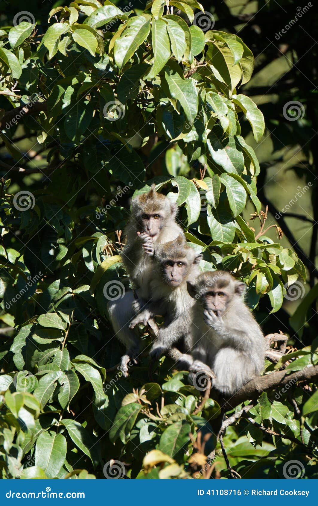 Three Monkeys stock photo. Image of monkeys, indonesia - 41108716