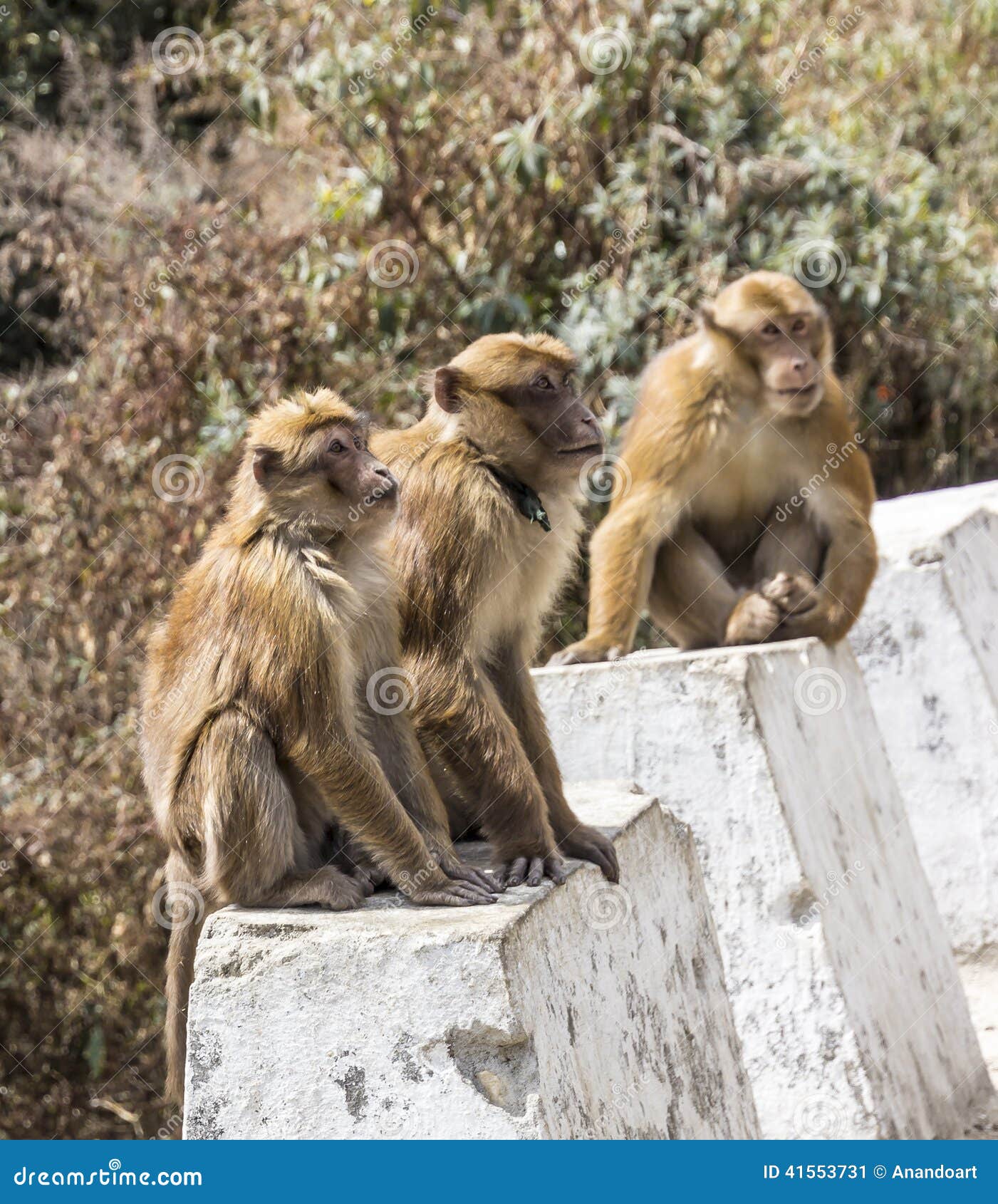Three monkeys stock image. Image of mammal, wildlife - 41553731